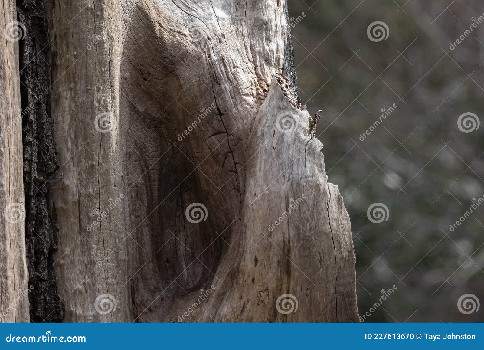 Large Tree Trunk Standing Up in the Middle of a Park Stock Photo ...
