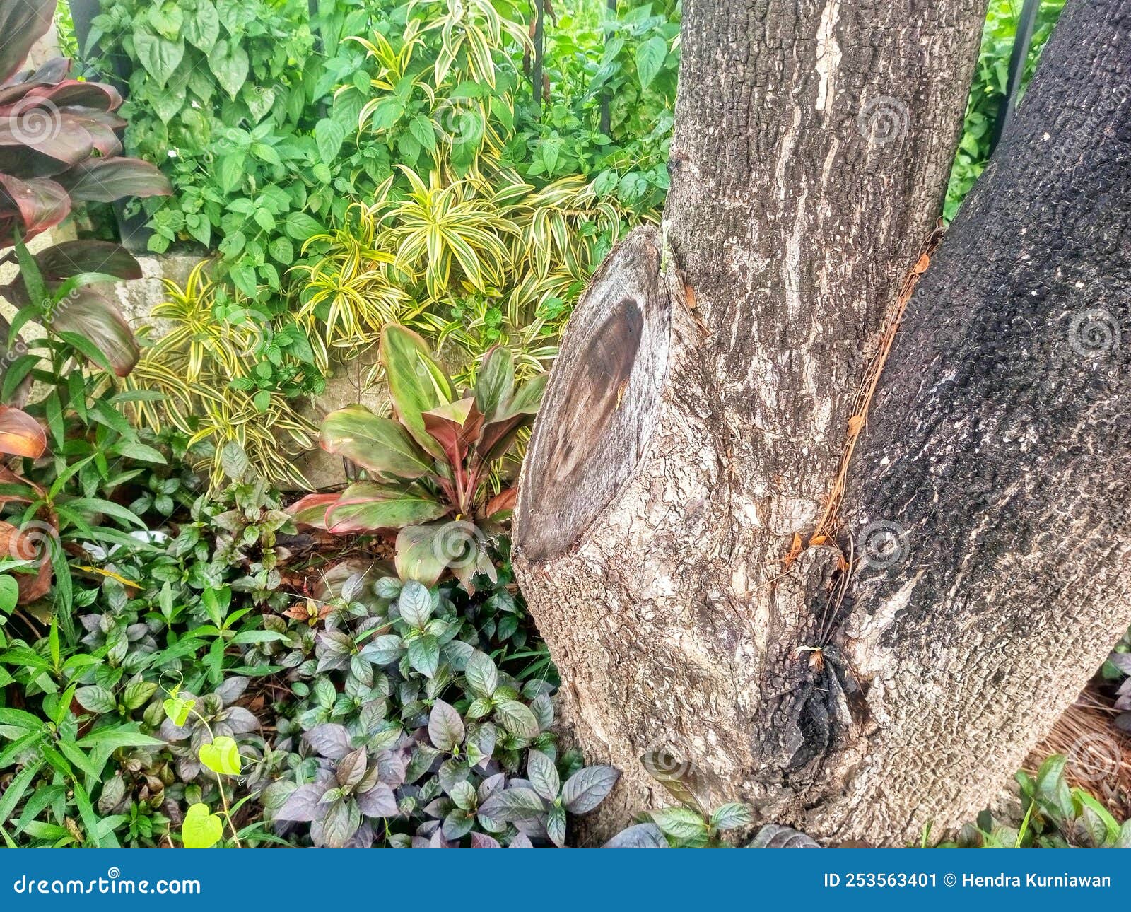 A Large Tree Trunk Surrounded by Various Types of Plants in a Garden ...