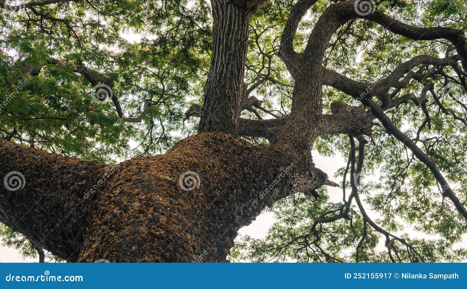 Large Tree Trunk Up Close, Looking Up at the Tree from the Ground Below ...