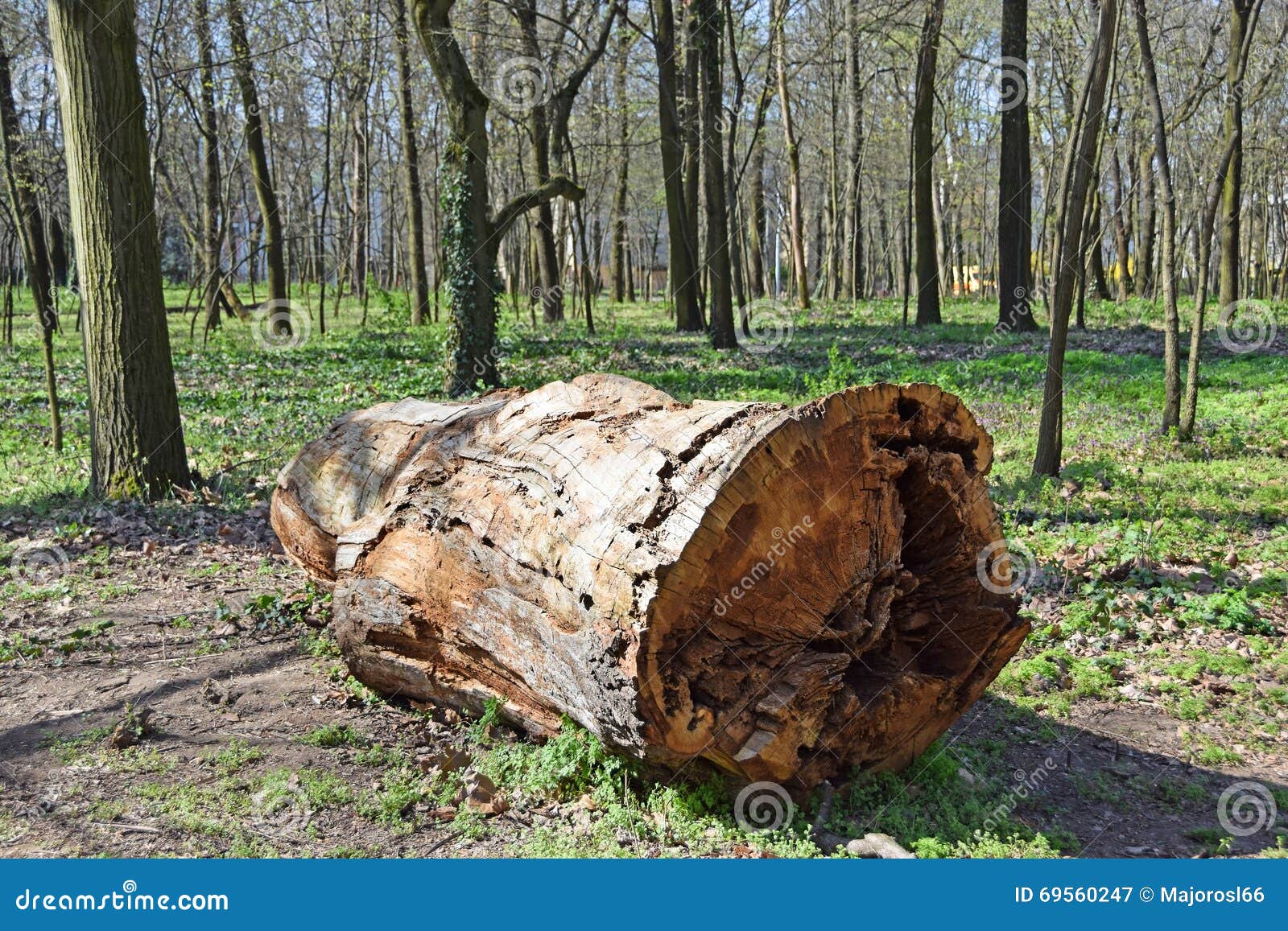 Large Tree Trunk in the Woods Stock Image - Image of timber, tree: 69560247
