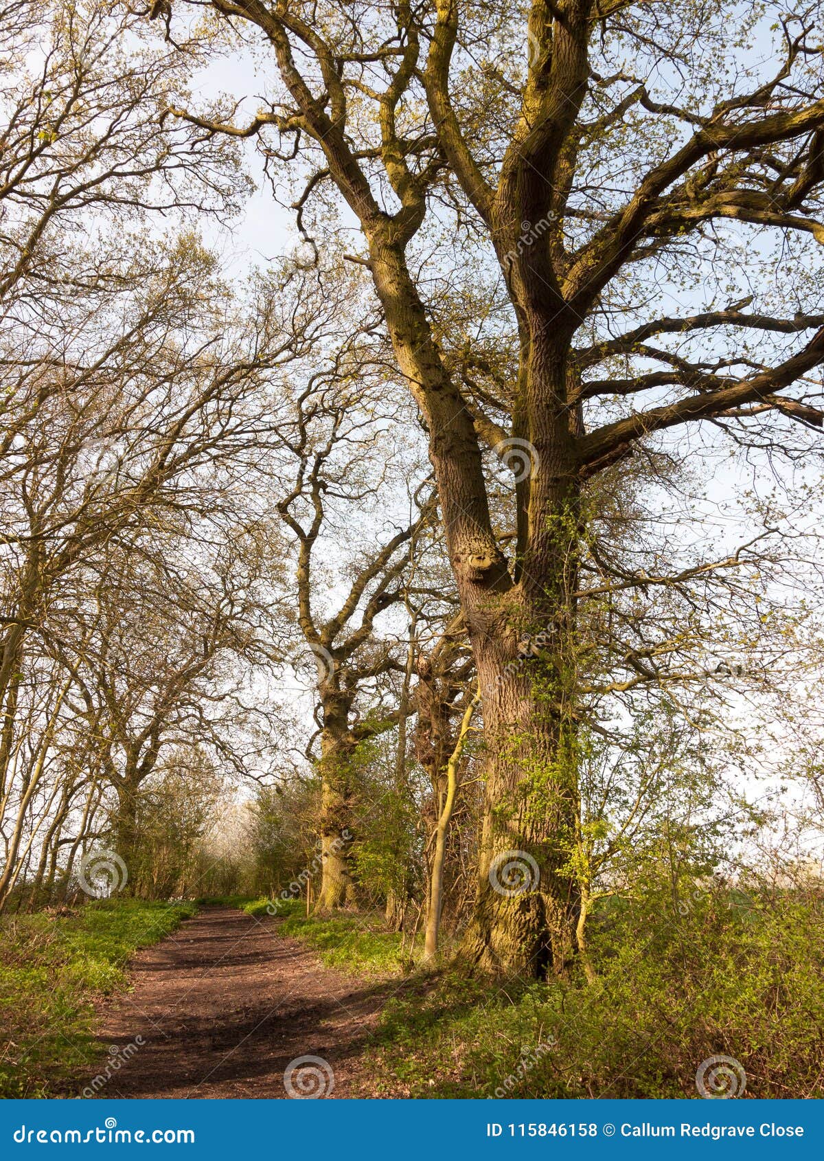 Large Tree Trunks Bark Inside Forest Nature Background Branches Stock ...