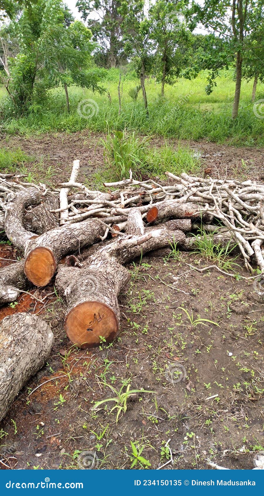 Pile of Large Cut Down Tree Trunks in Forest Stock Image - Image of ...