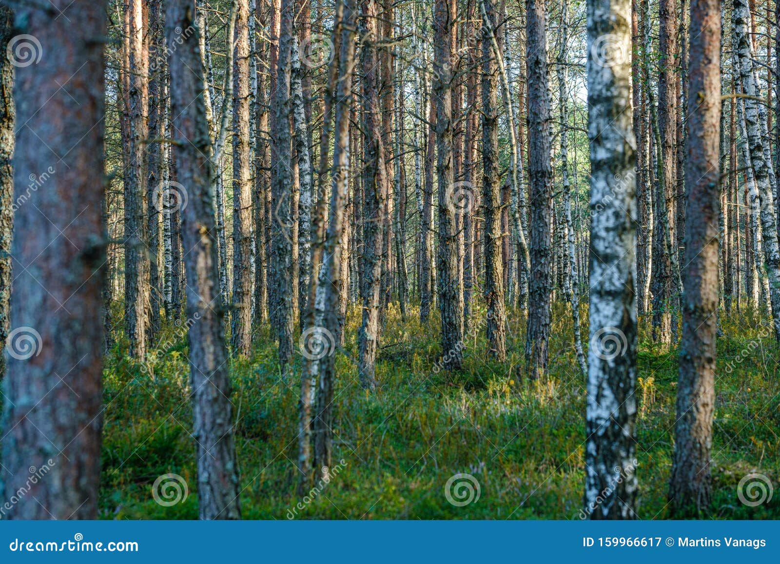 Large Tree Trunks in Green Forest Stock Image - Image of background ...