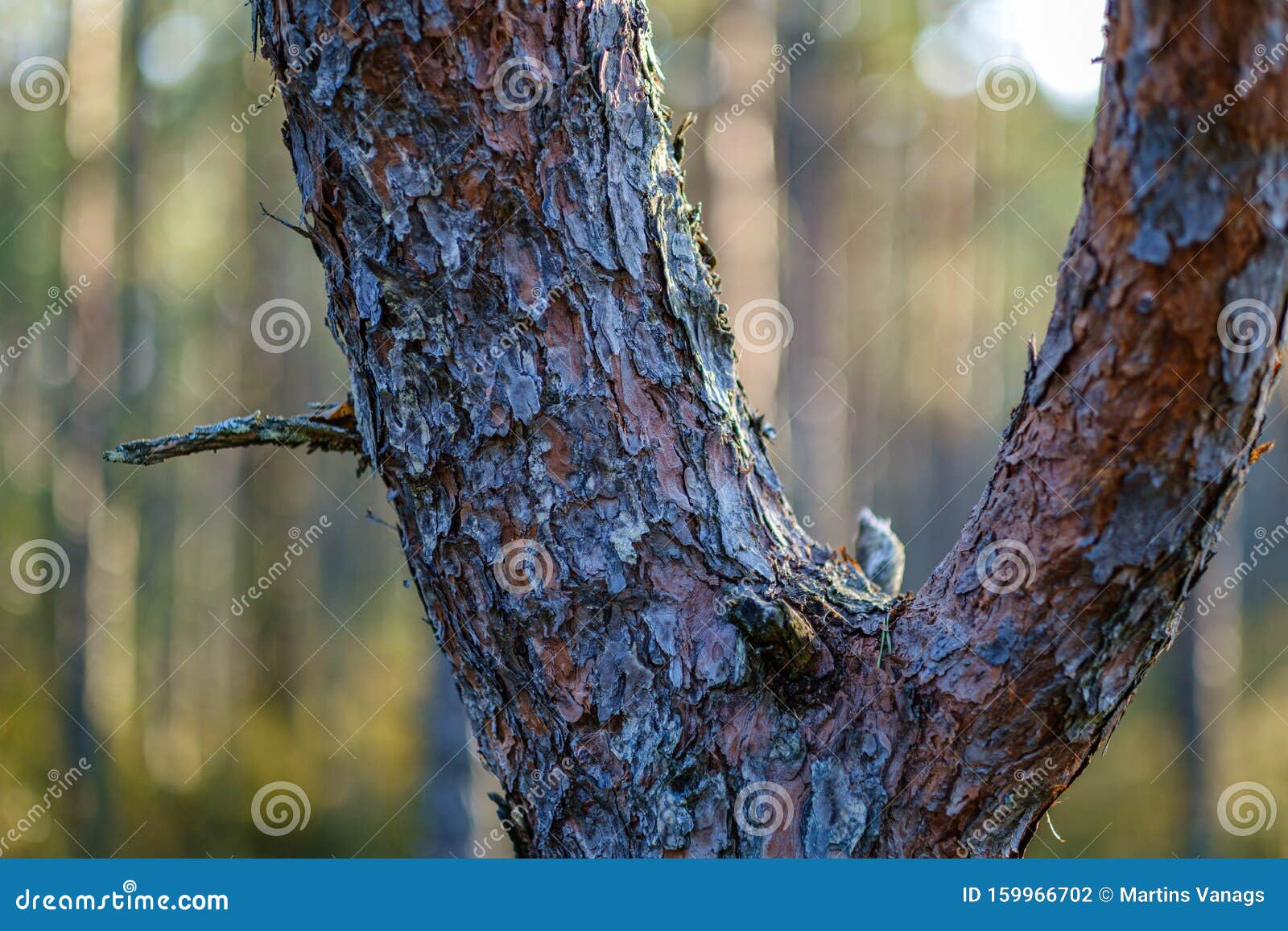 Large Tree Trunks in Green Forest Stock Photo - Image of summer, bark ...