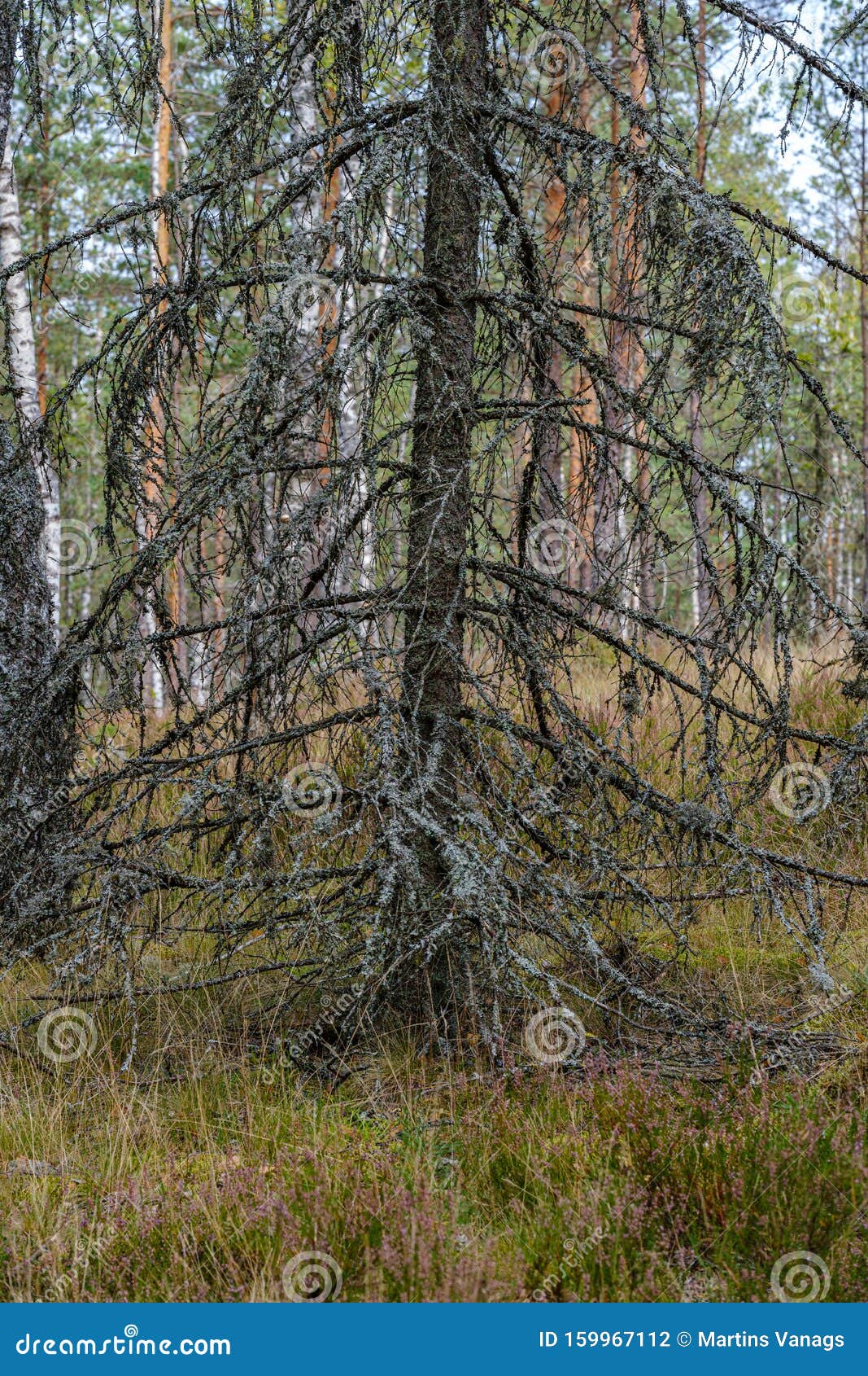 Large Tree Trunks in Green Forest Stock Photo - Image of fall, person ...