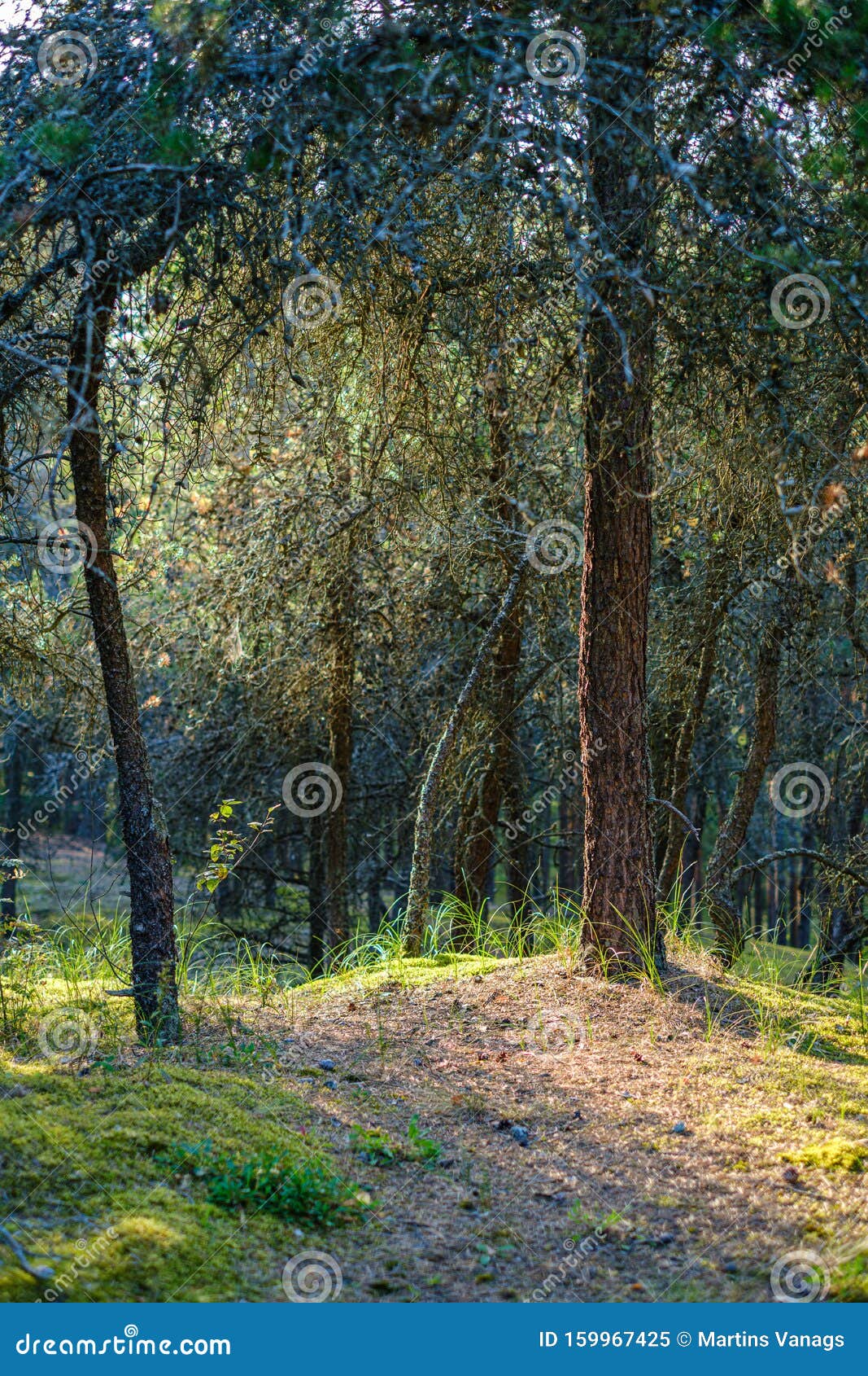 Large Tree Trunks in Green Forest Stock Image - Image of pine, trunks ...