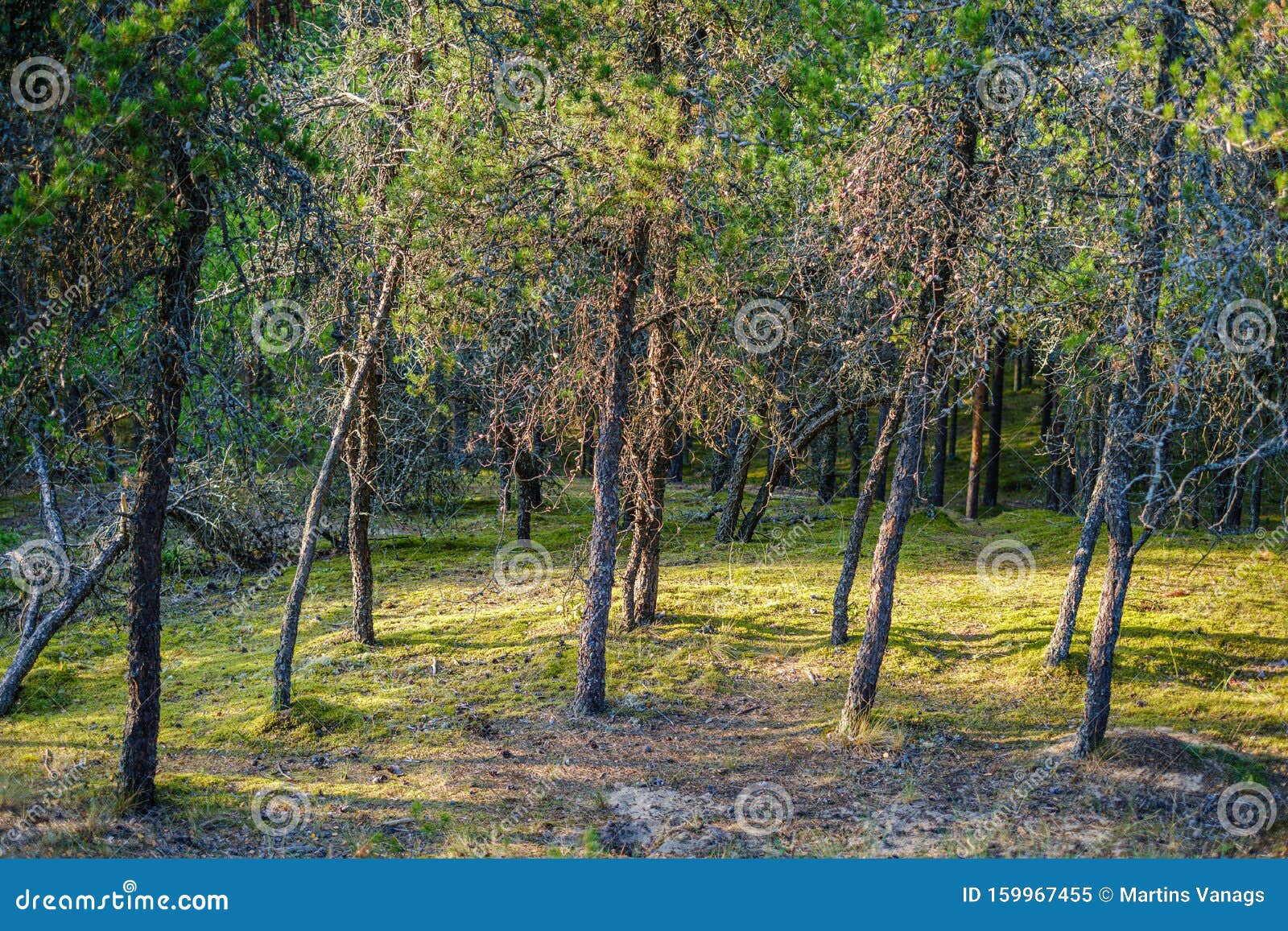 Large Tree Trunks in Green Forest Stock Image - Image of conifer, hike ...