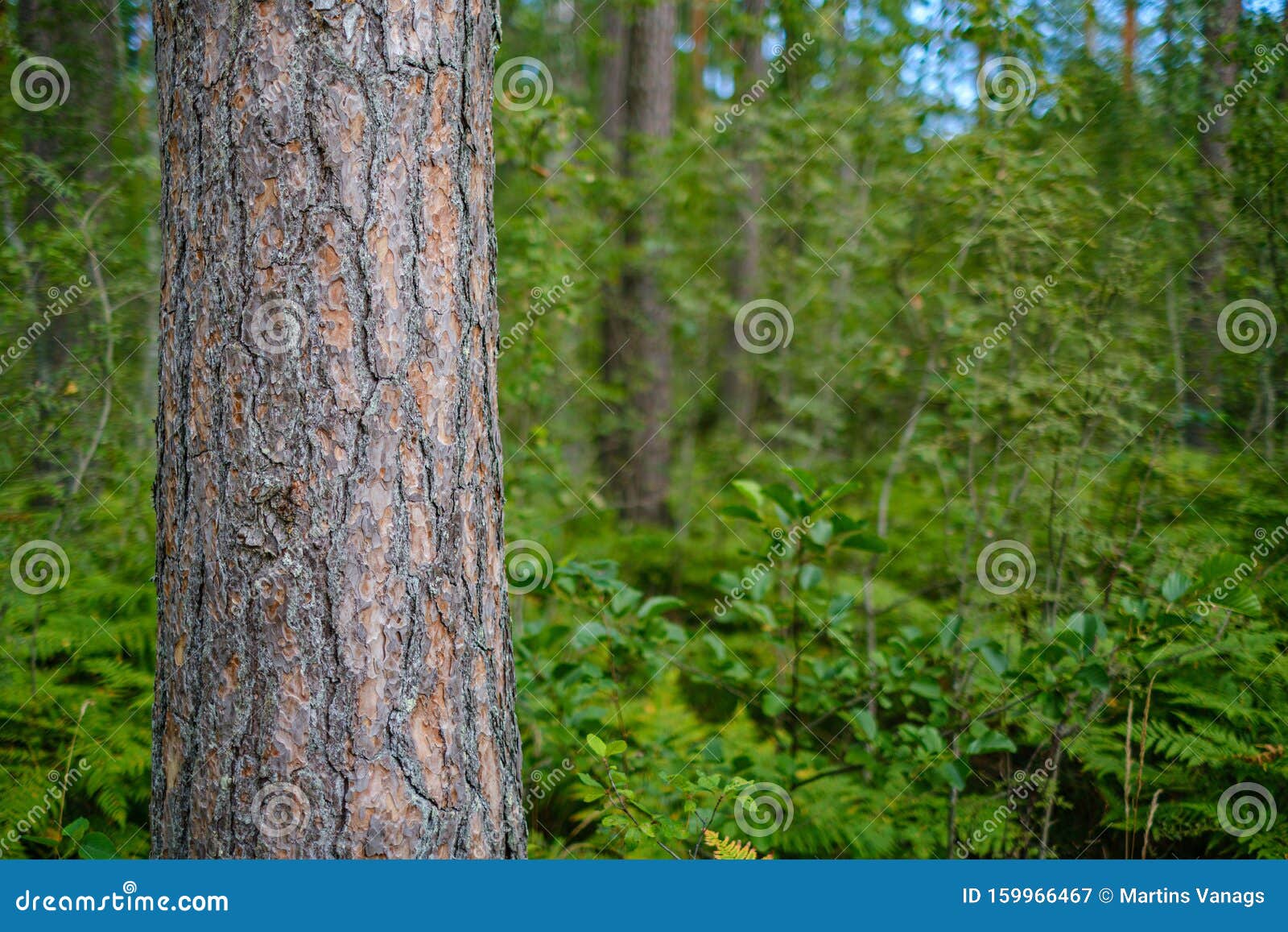 Large Tree Trunks in Green Forest Stock Image - Image of decorative ...