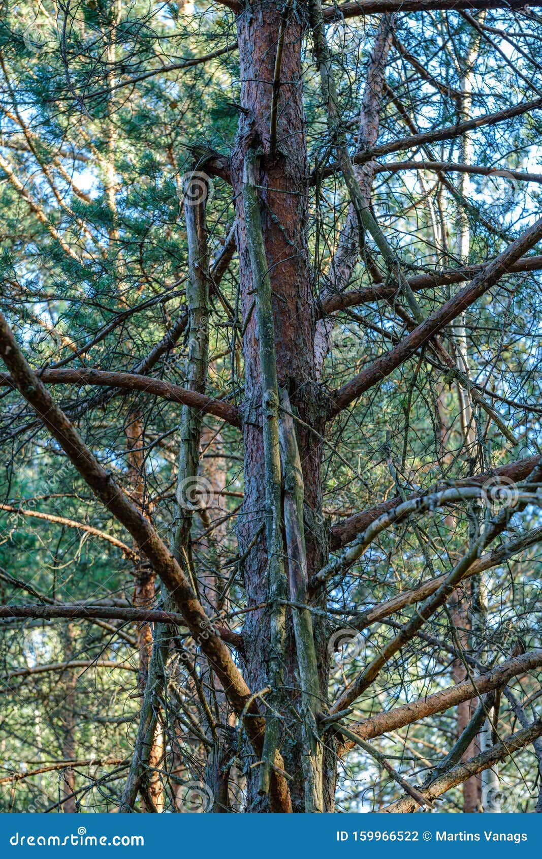 Large Tree Trunks in Green Forest Stock Photo - Image of trunk ...