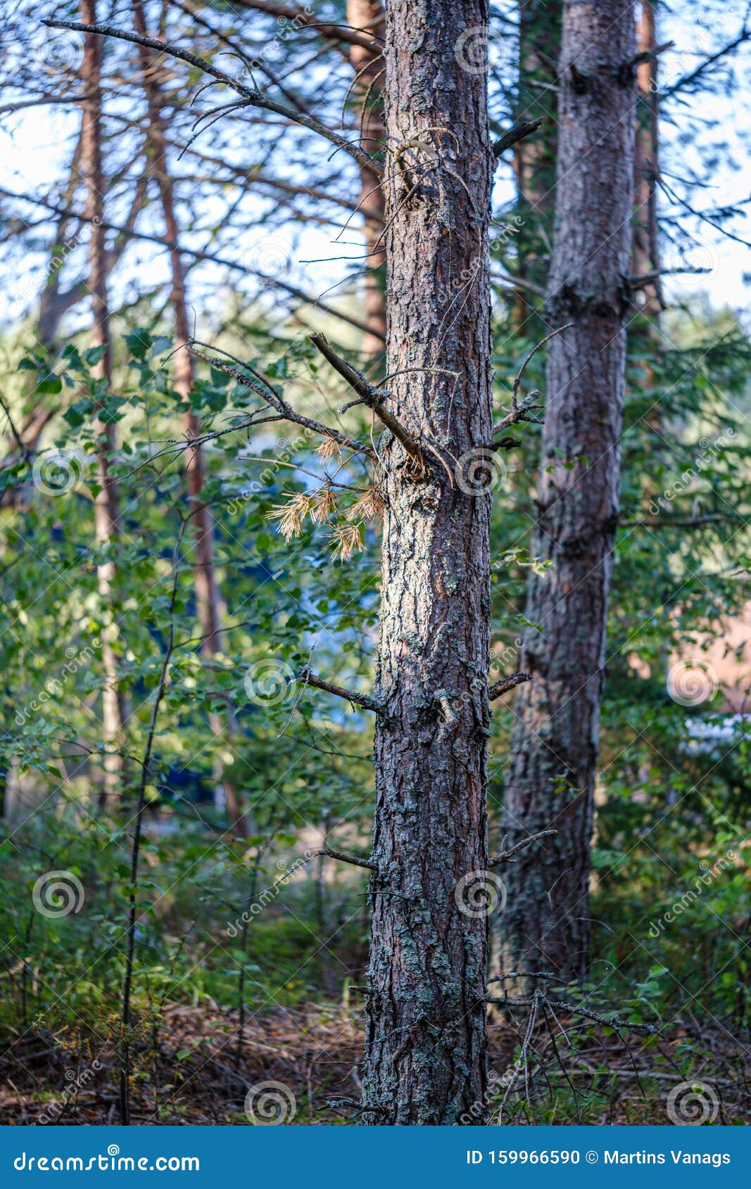 Large Tree Trunks in Green Forest Stock Photo - Image of park ...