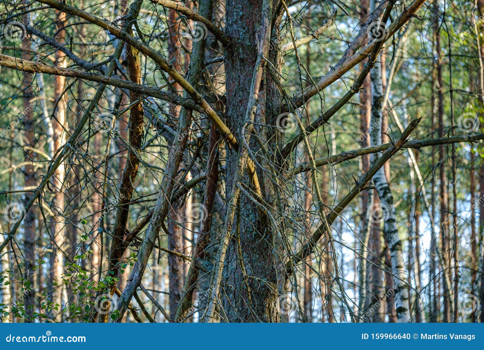 Large Tree Trunks in Green Forest Stock Photo - Image of landscape ...