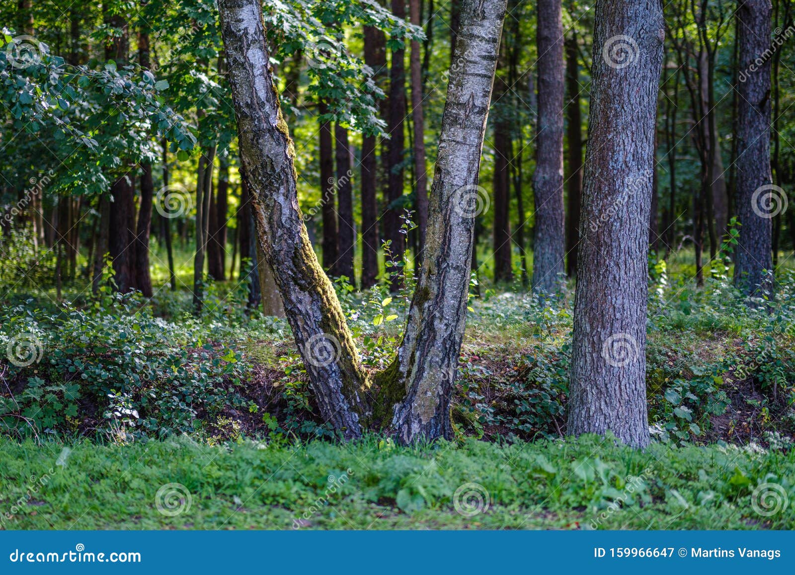 Large Tree Trunks in Green Forest Stock Image - Image of blur, forest ...
