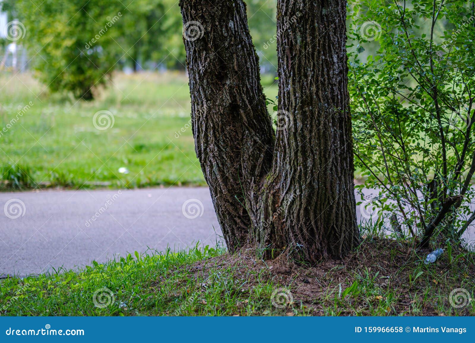 Large Tree Trunks in Green Forest Stock Photo - Image of nature ...