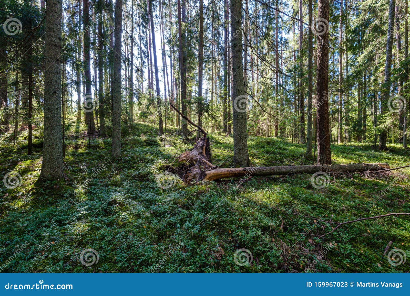 Large Tree Trunks in Green Forest Stock Image - Image of background ...