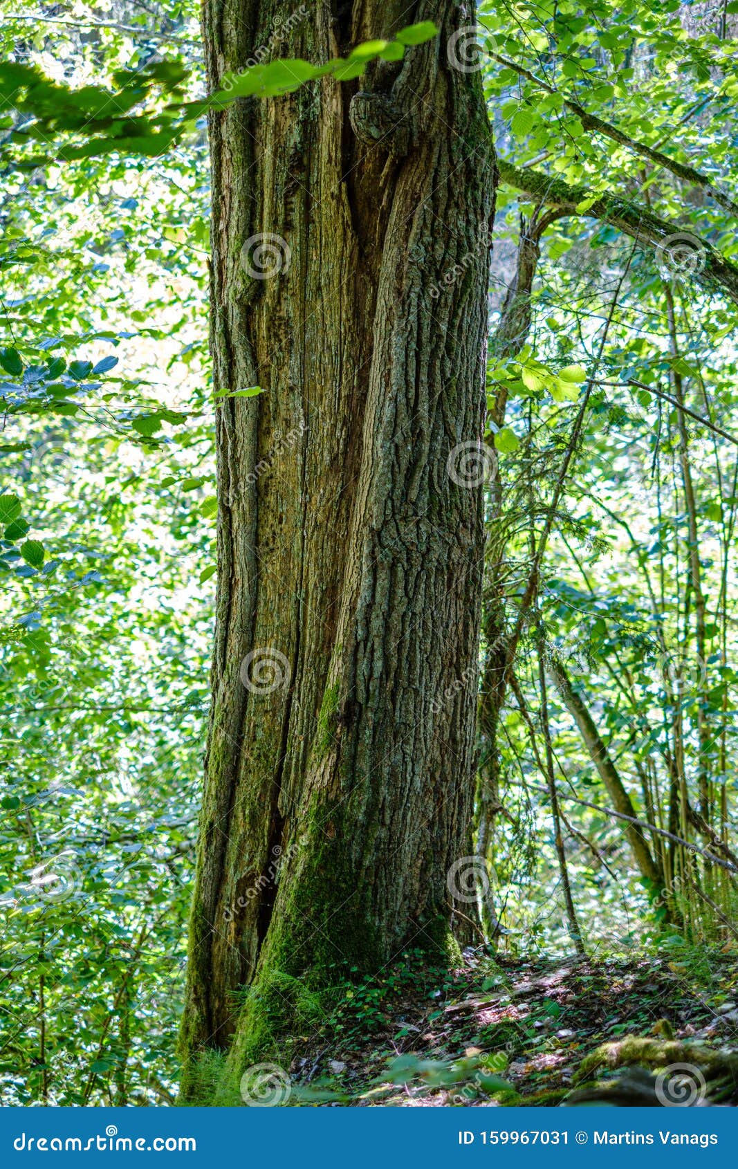 Large Tree Trunks in Green Forest Stock Image - Image of hike, forest ...