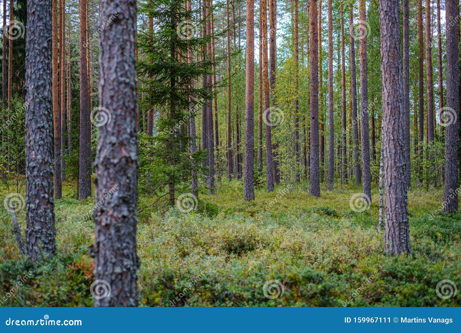 Large Tree Trunks in Green Forest Stock Image - Image of blur, park ...