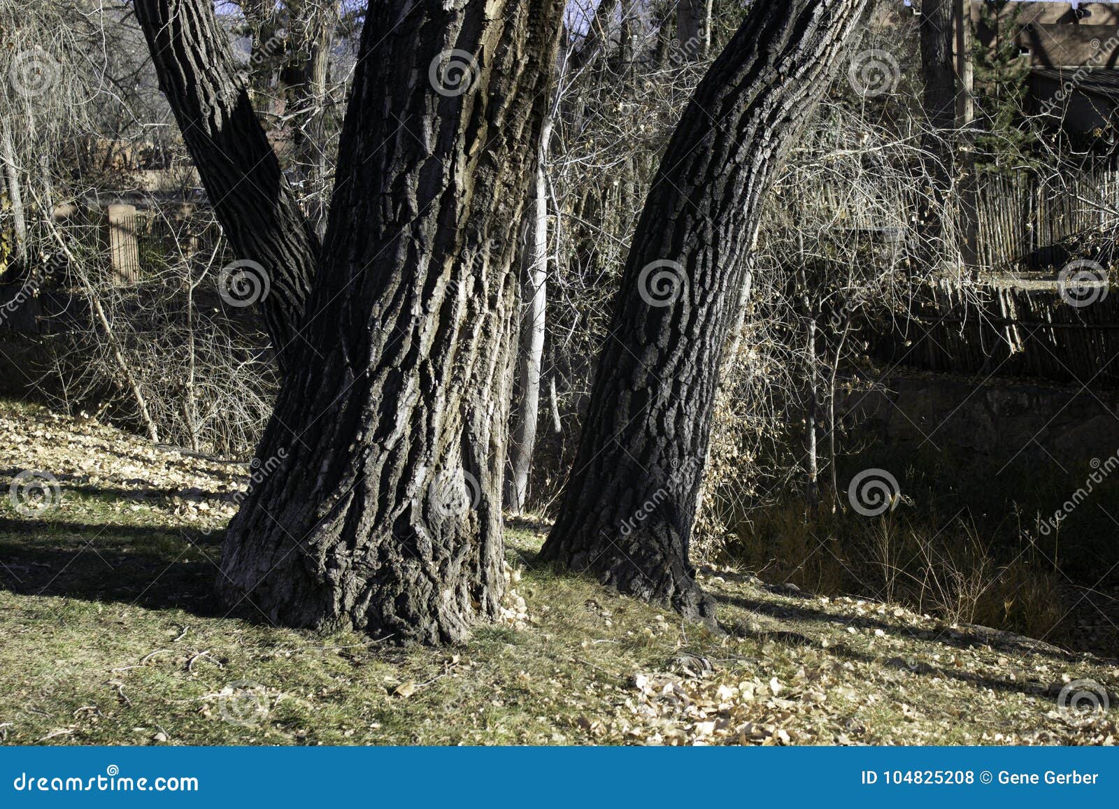 Large Tree Trunks stock photo. Image of trunks, plants - 104825208