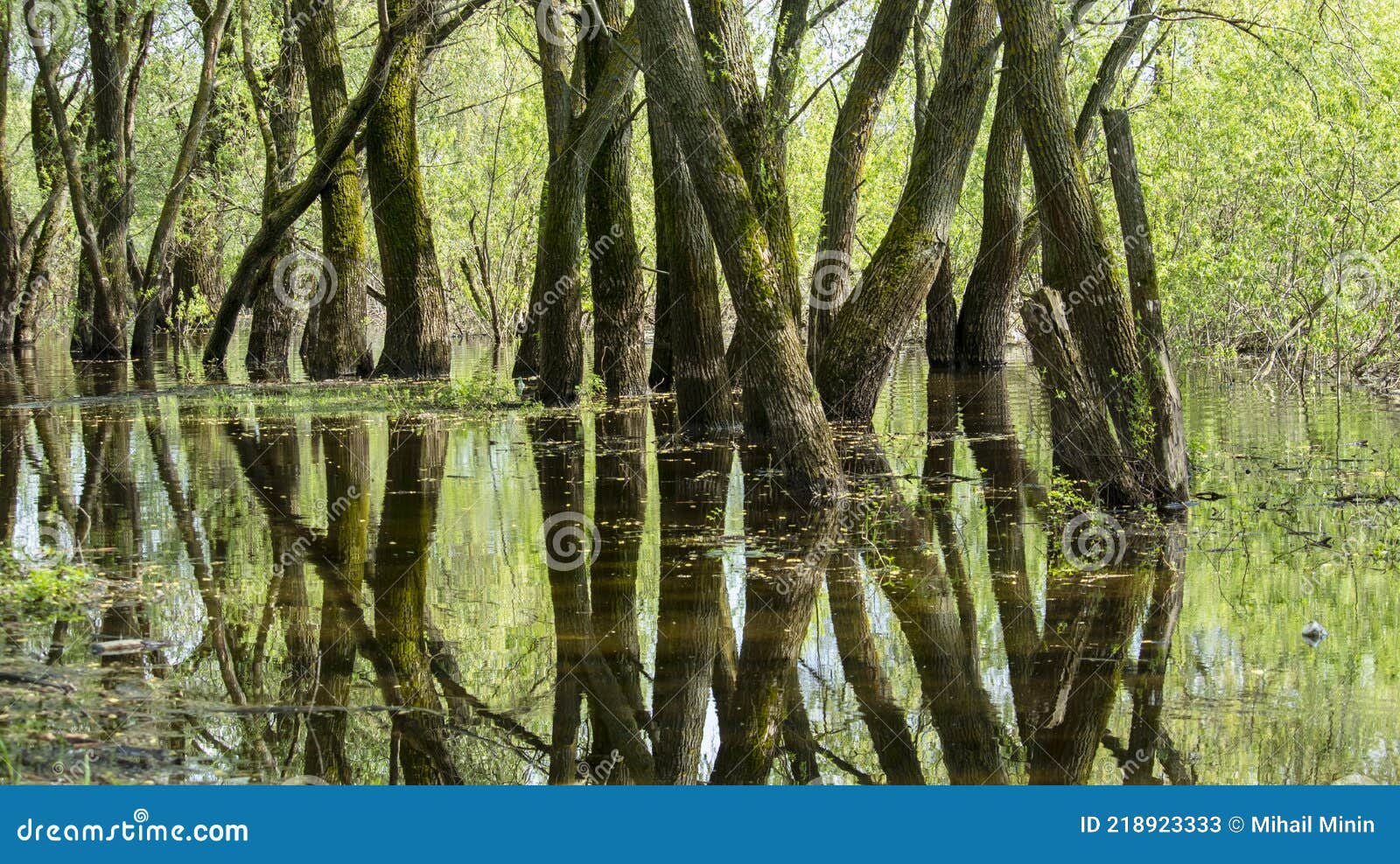 Large Tree Trunks Reflecting in the Water Stock Image - Image of plant ...