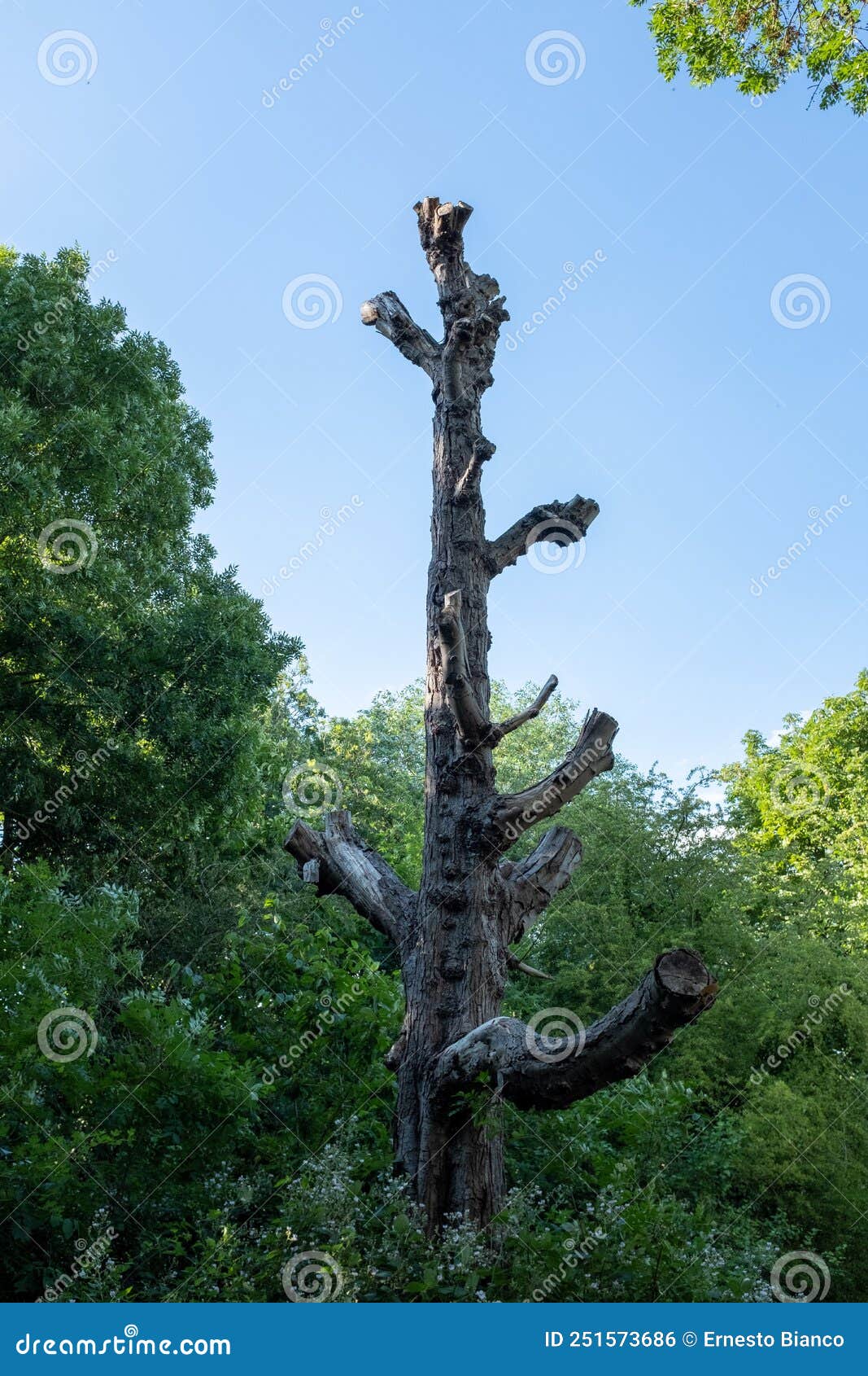 A Large Tree Trunks with Short Branches, Alexandra Park Stock Photo ...