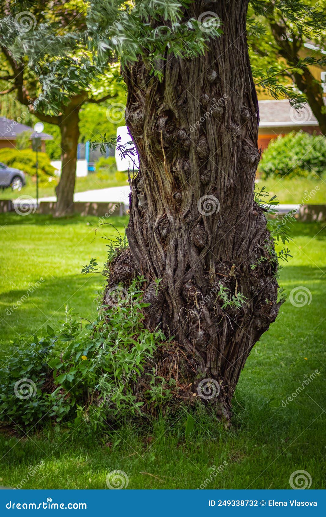 Large Tree with a Twisted Trunk. an Old Gnarled and Twisted Tree in the ...