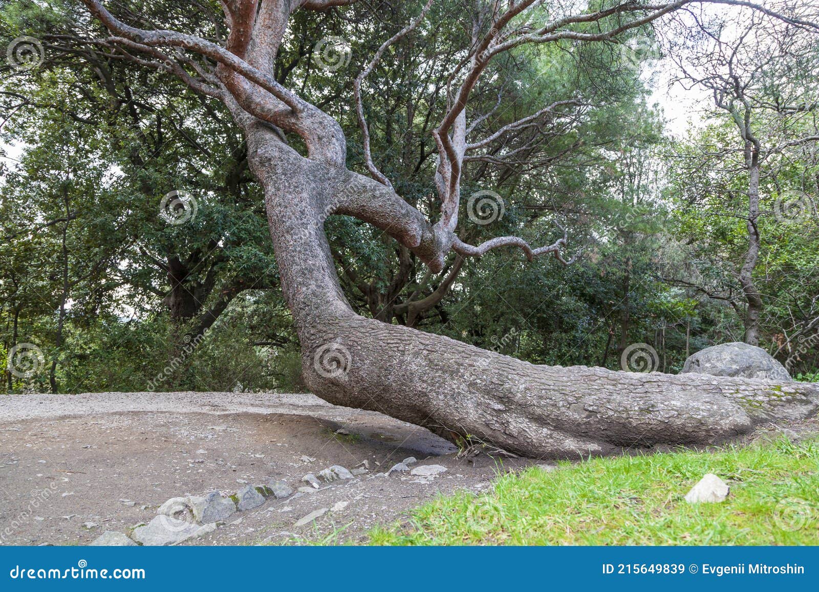 A Large Tree with a Twisted Trunk Toppled To One Side Stock Image ...