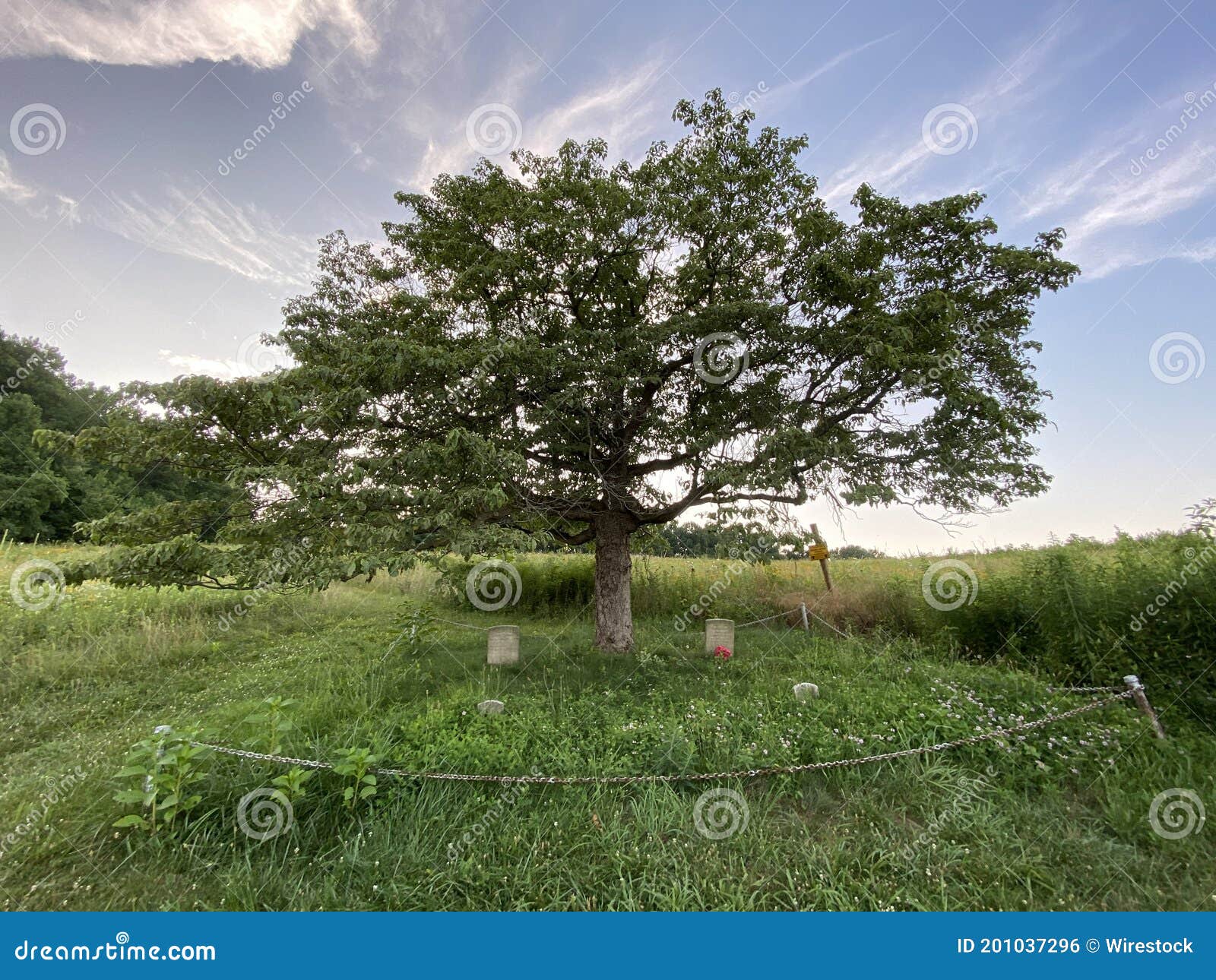 Large Tree with Two Gravestones in an Enclosed Area Stock Photo - Image ...