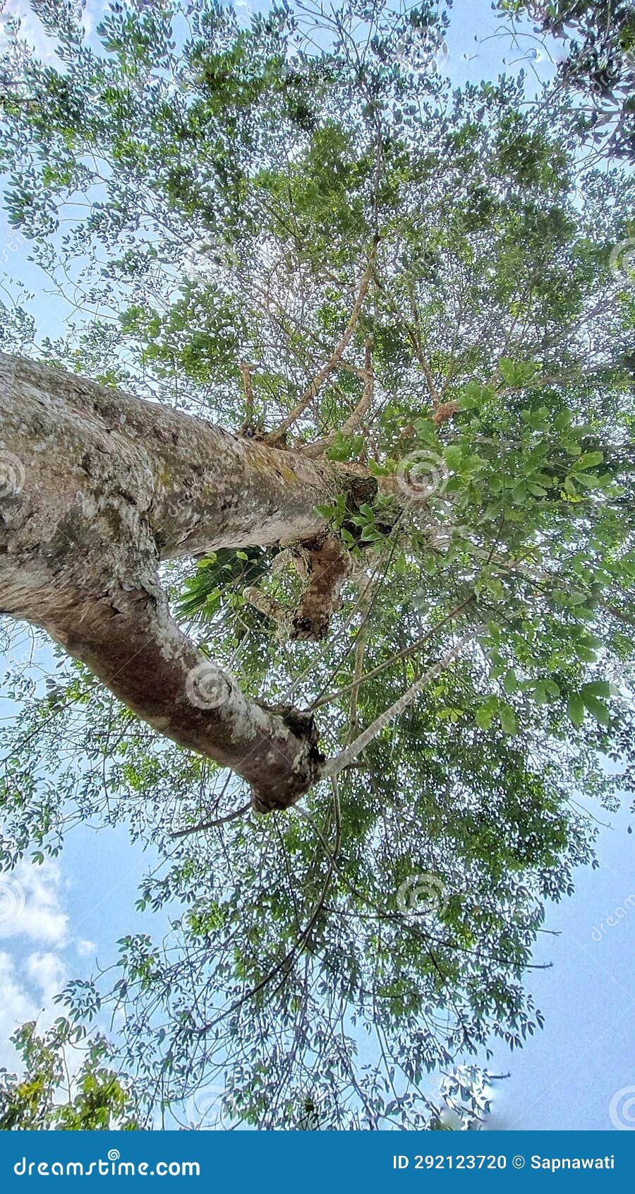 Large Tree with Un Upright Trunk in Kalimantan during the Day Stock ...