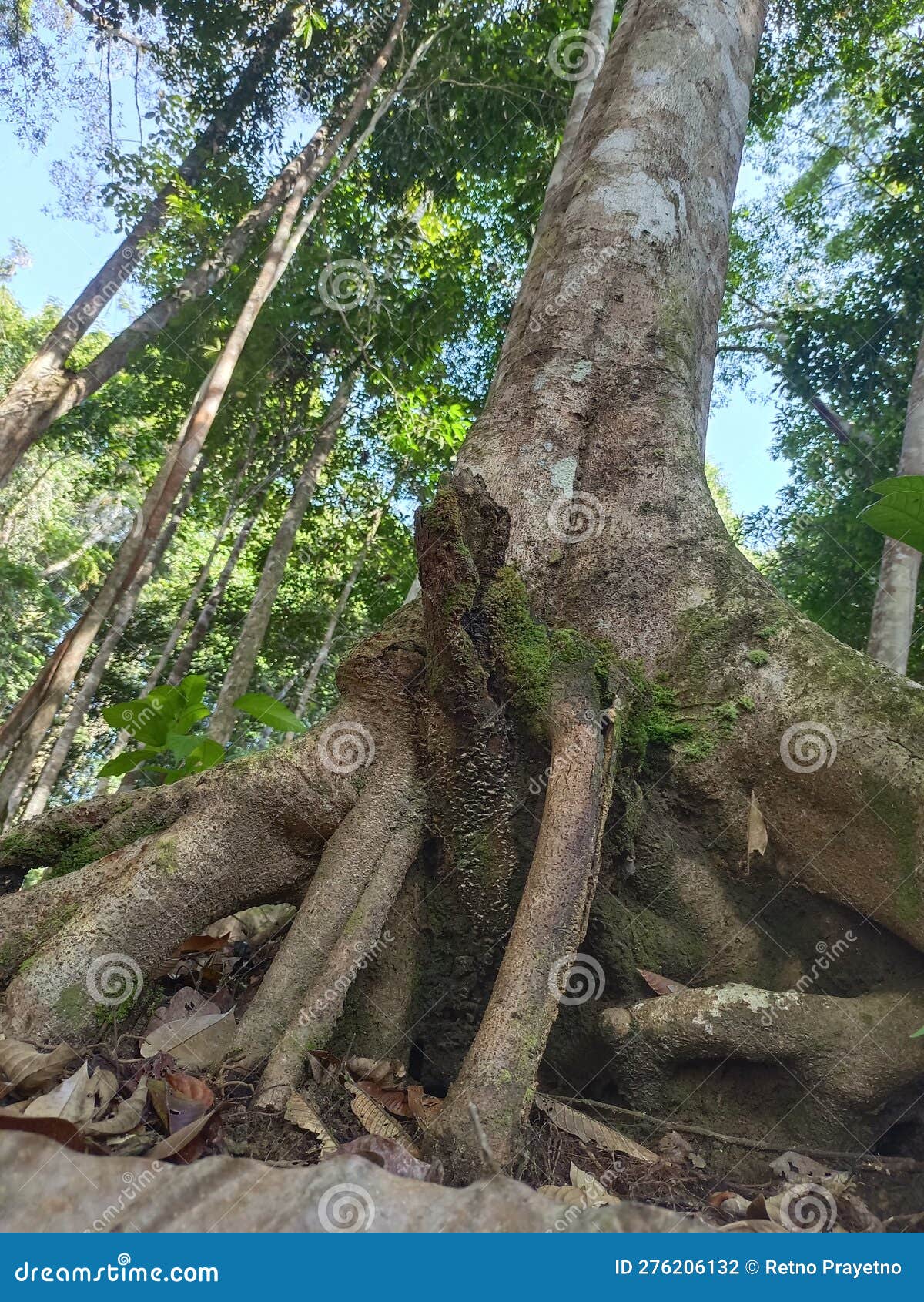 A Large Tree that is Unique and Rare and Still Exists in the Wild Stock ...