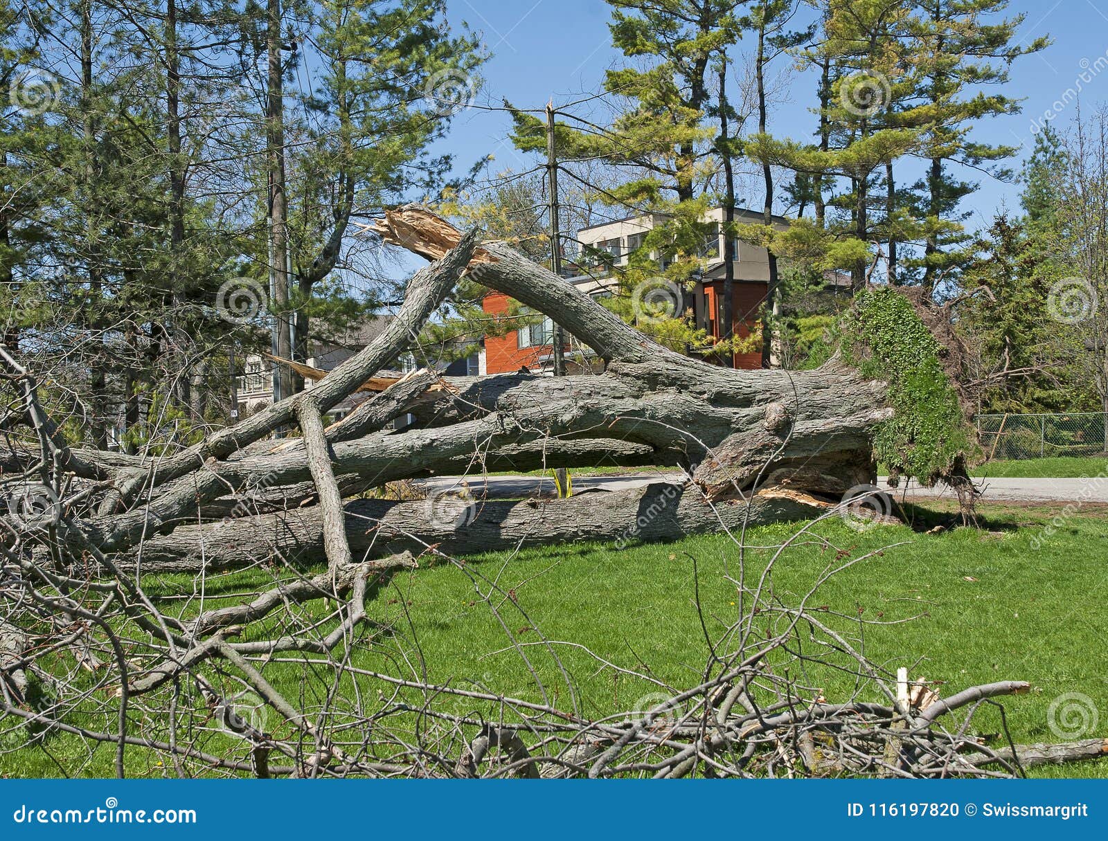 Tree Uprooted During A Strong Wind In The City Among The Paved Area ...