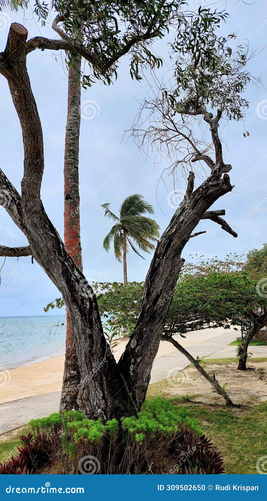 Large Tree with a V-shaped Arch Outdoor Plant Stock Photo - Image of ...