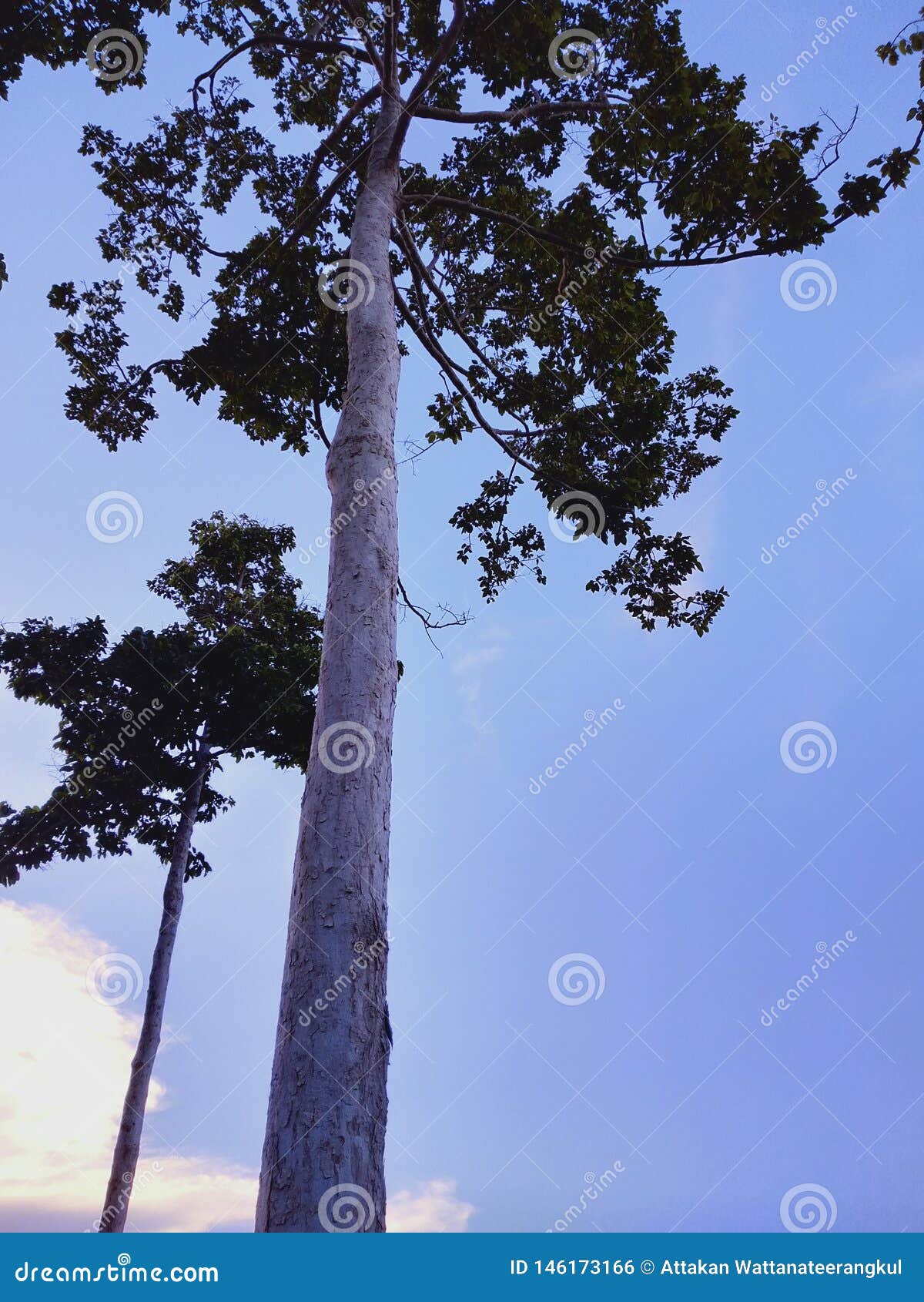 Large tree in the valley stock photo. Image of tall - 146173166