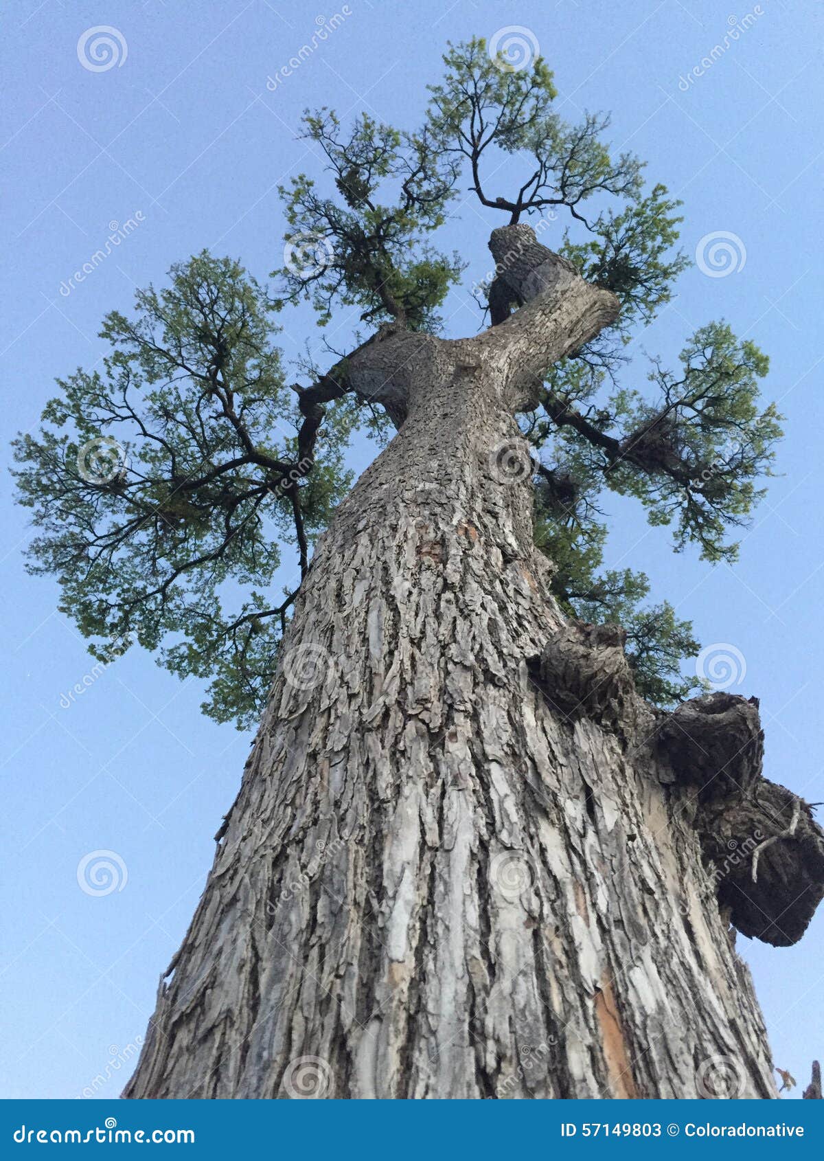 Large Tree stock image. Image of tree, cottonwood, blue - 57149803
