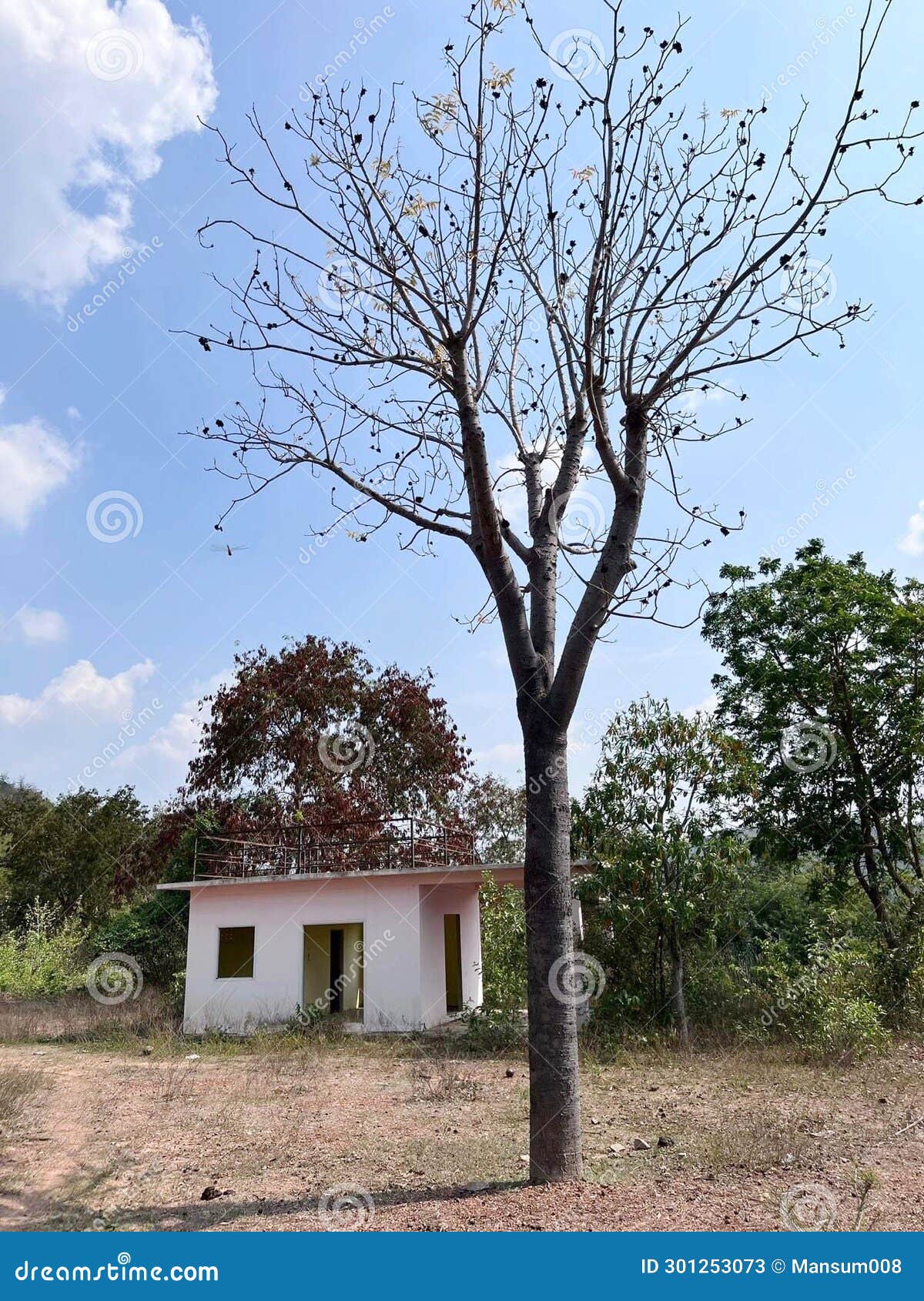 A Large Tree in the Village Stock Image - Image of trees, natural ...