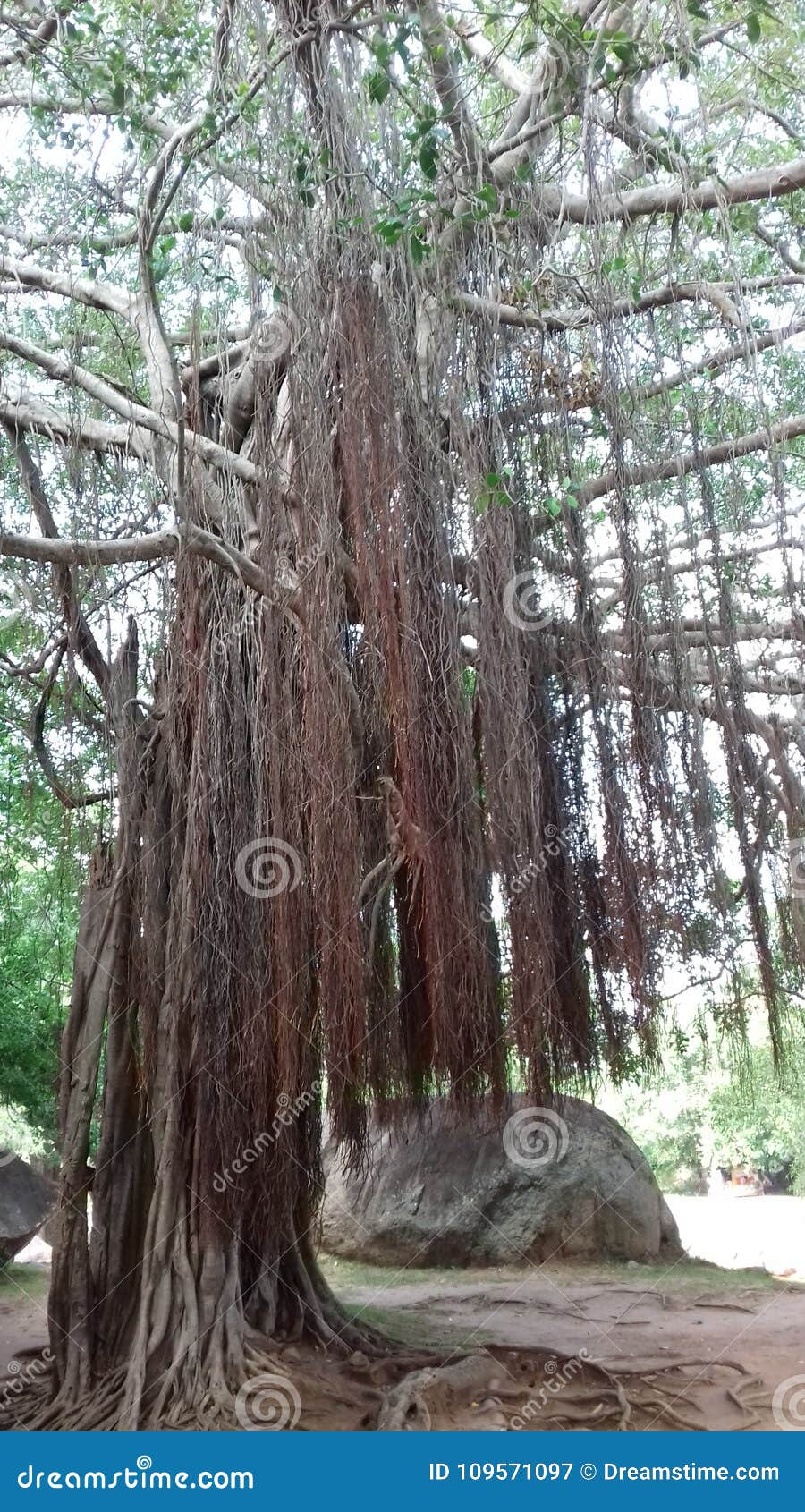 Large tree and vines stock image. Image of large, vine - 109571097