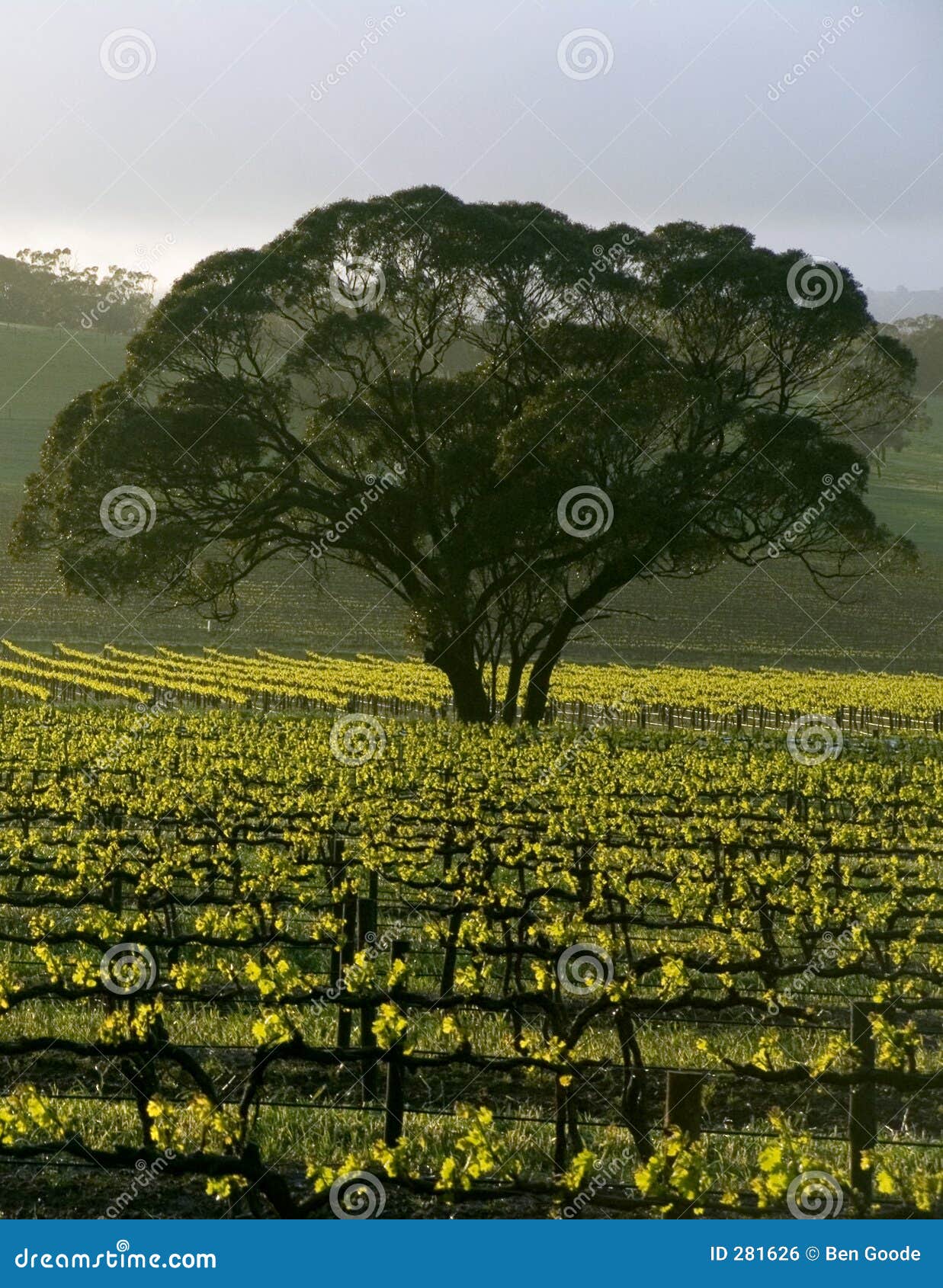 Large Tree in Vineyard stock photo. Image of bright, sunrise - 281626