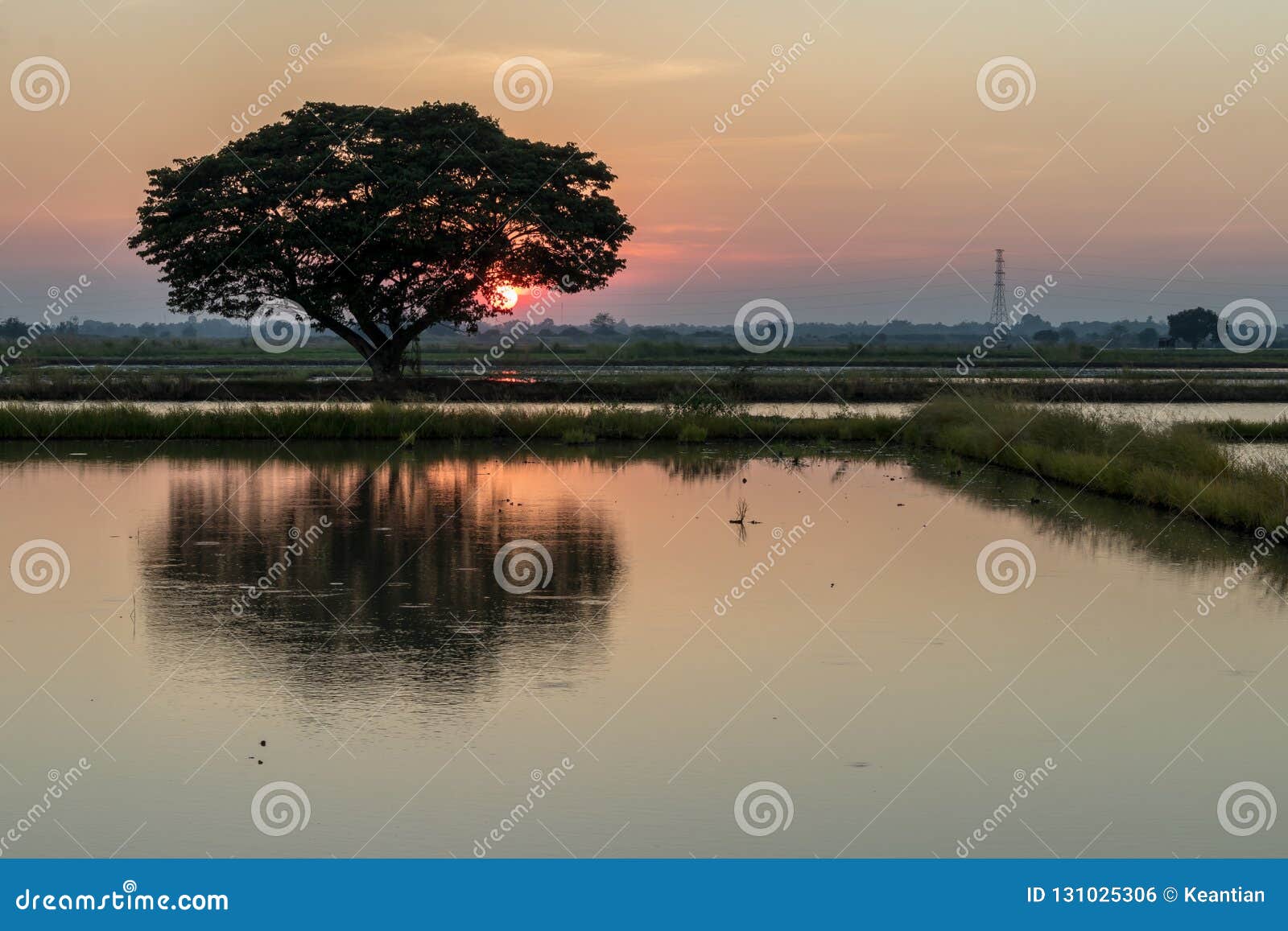A Large Tree with Water Reflection Sunset. Stock Photo - Image of ...