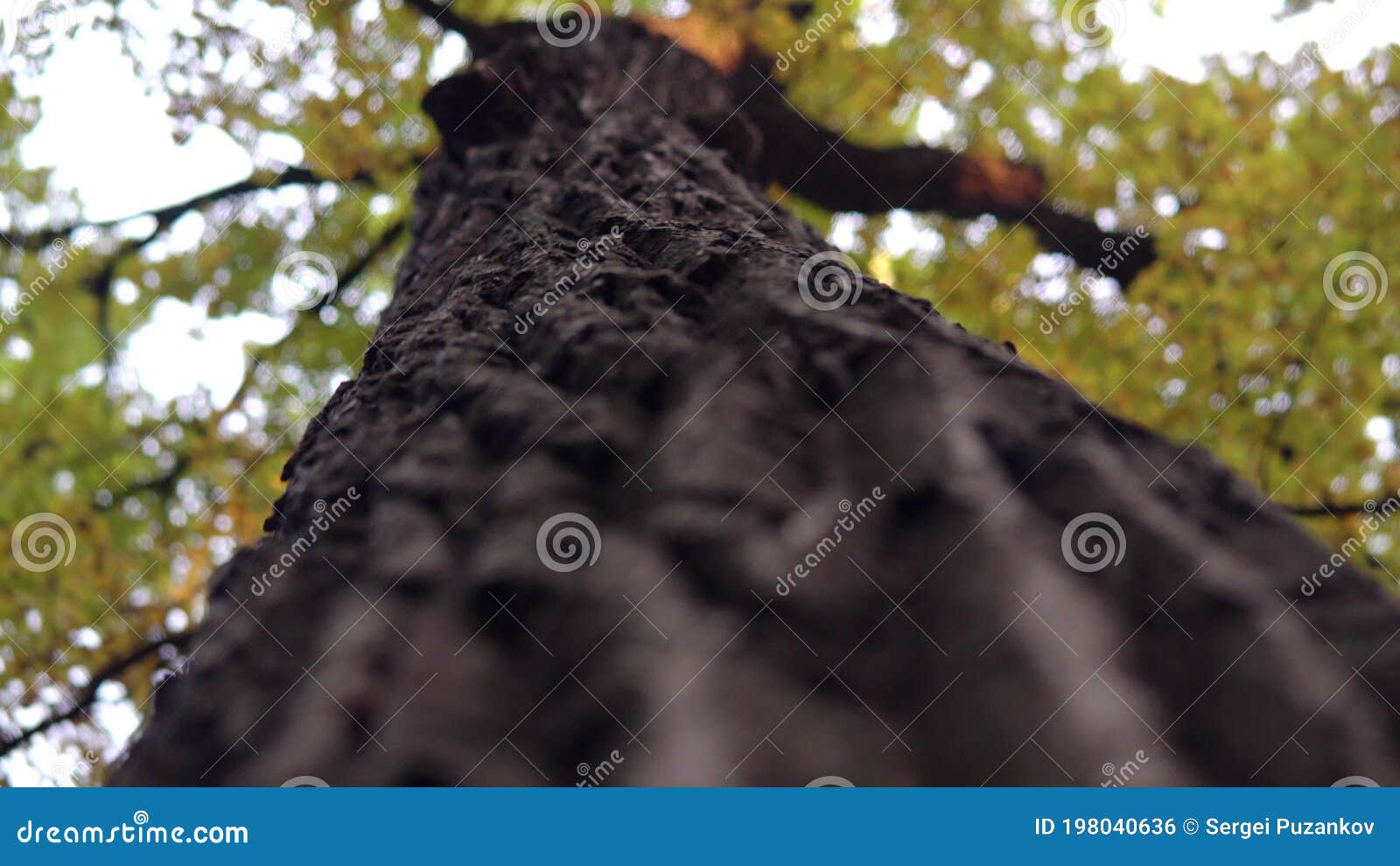 Large Tree with a Wide Trunk and Yellow Autumn Leaves. the Camera ...