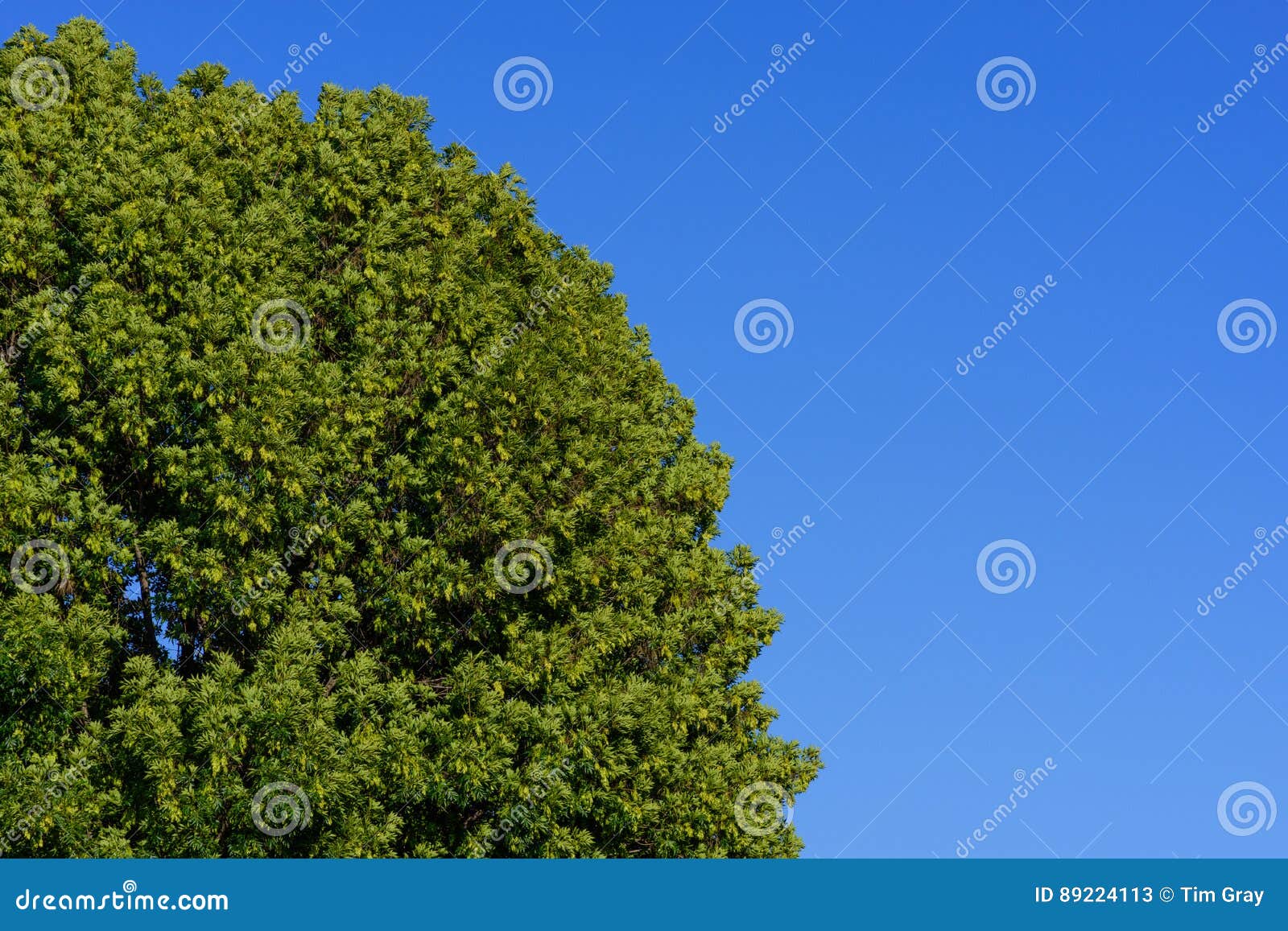 Large tree in the wind stock image. Image of tree, rural - 89224113