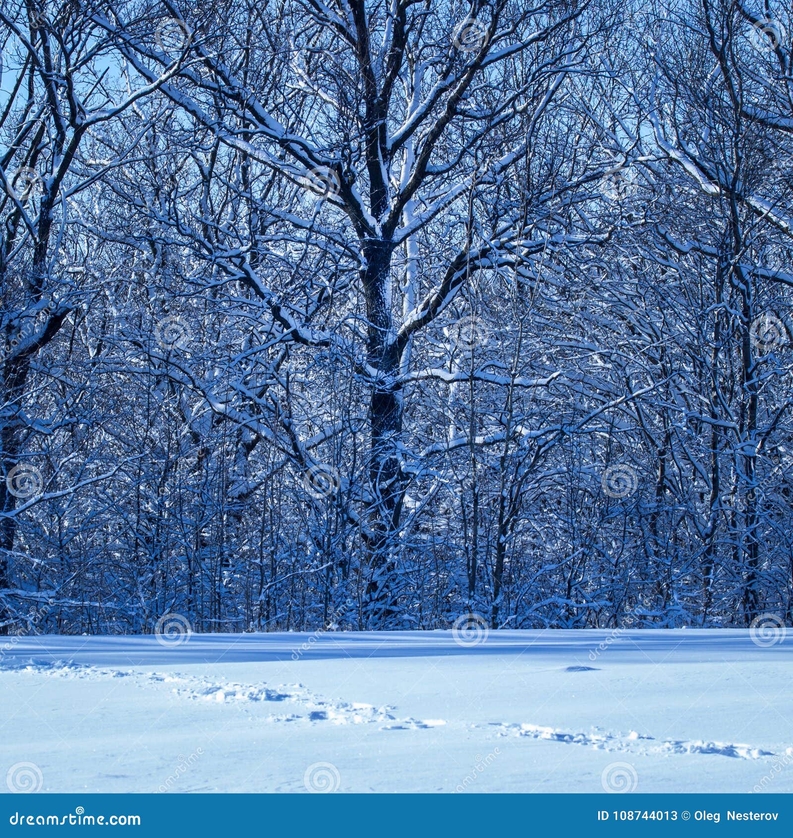 Large Tree in the Winter Evening Forest is Covered with Bright Snow ...