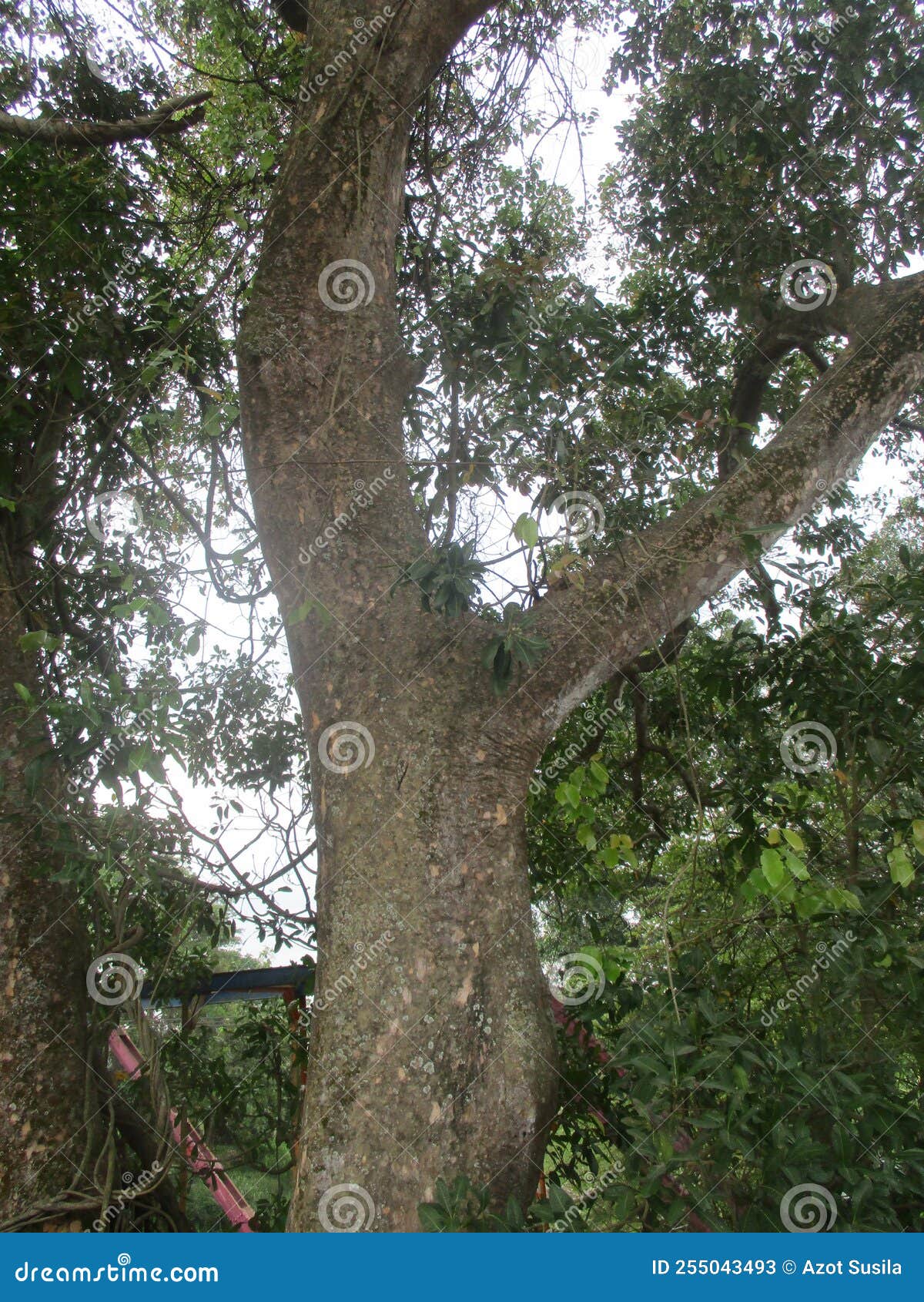A Large Tree that is about 300 Years Old is Under the Bridge and the ...