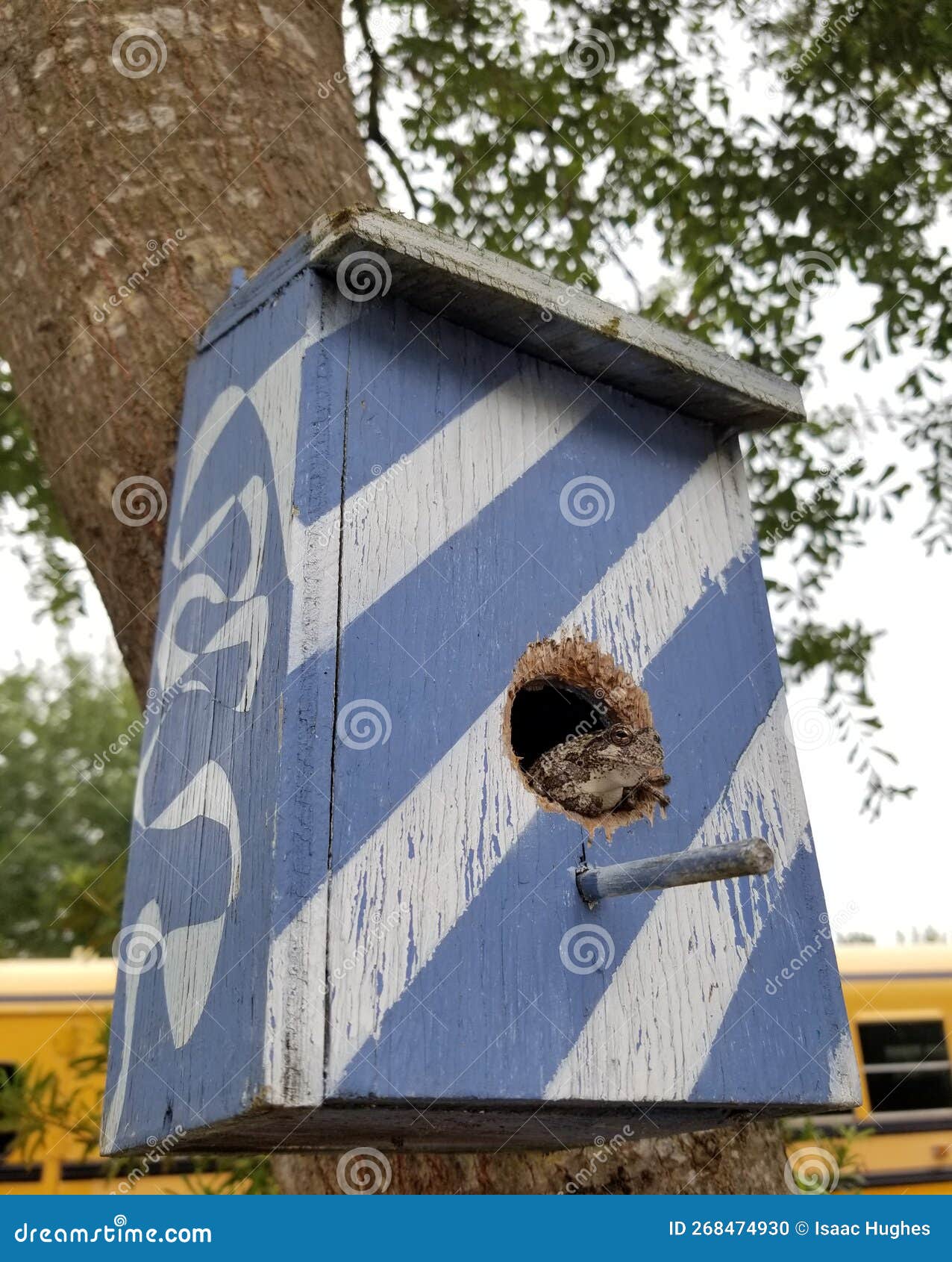 Large Treefrog Inside of a Birdhouse. Stock Photo - Image of southeast ...