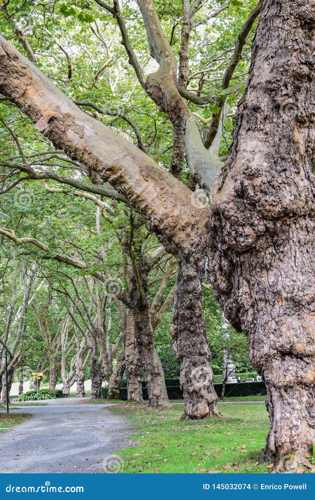 Large Trees Along Paved Pathway Inside Nature City Park Stock Photo ...