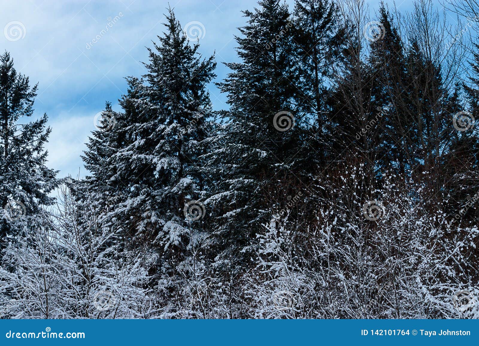 Large Trees Covered in Snow in a Forest Stock Photo - Image of ...