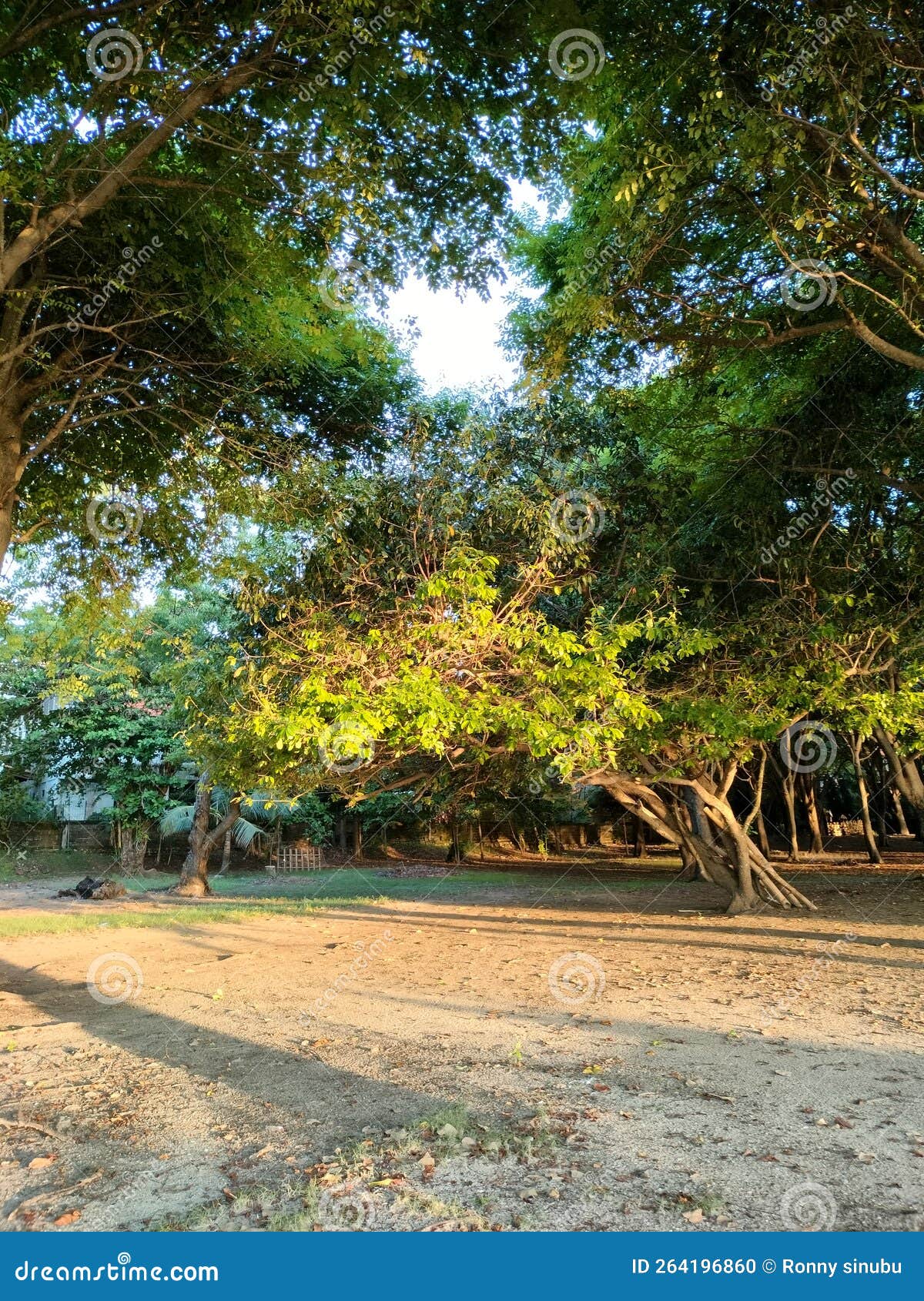 Large Trees Covering the Field Stock Photo - Image of natural, covering ...
