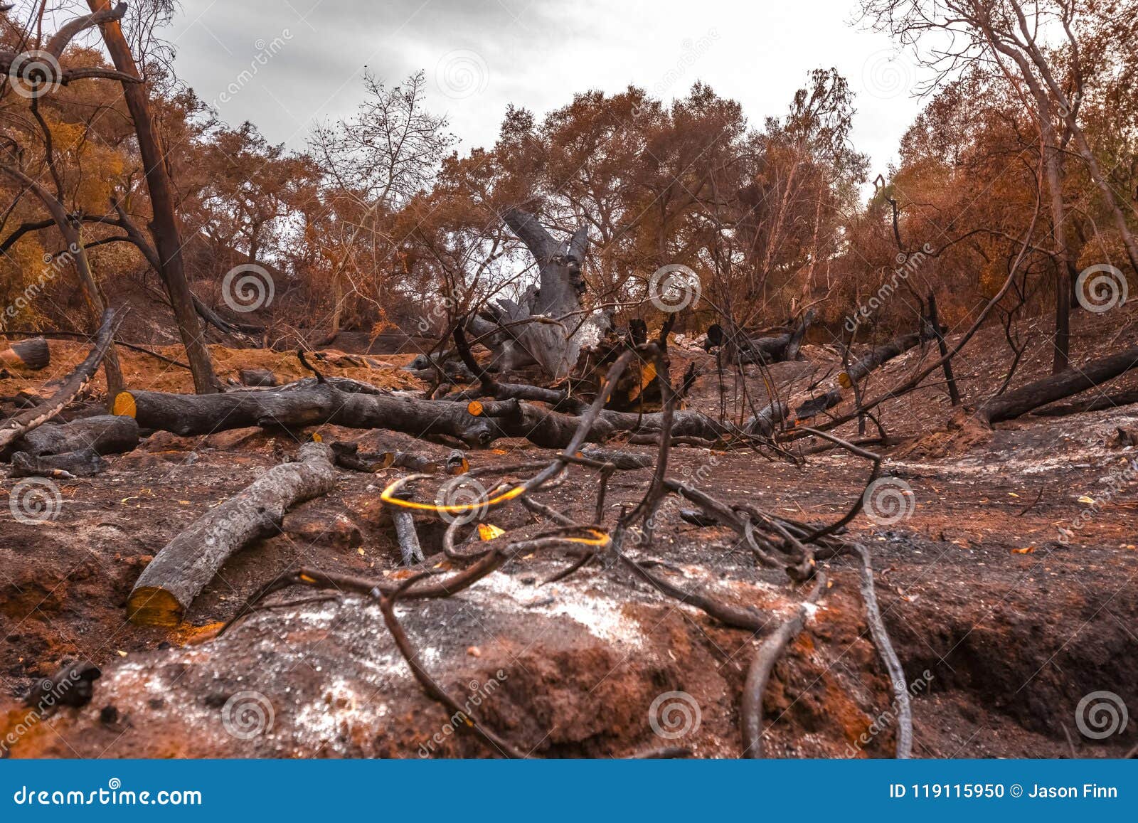 Large Trees Destroyed by Fire Stock Photo - Image of wild, disaster ...