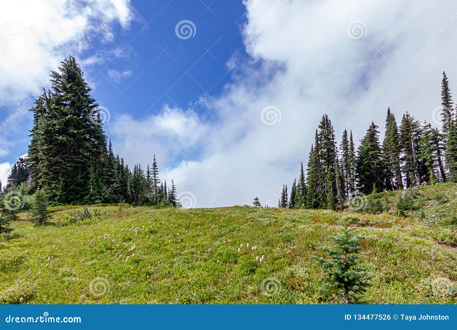 Large Trees Growing on Edges of Alpine Meadow Stock Photo - Image of ...