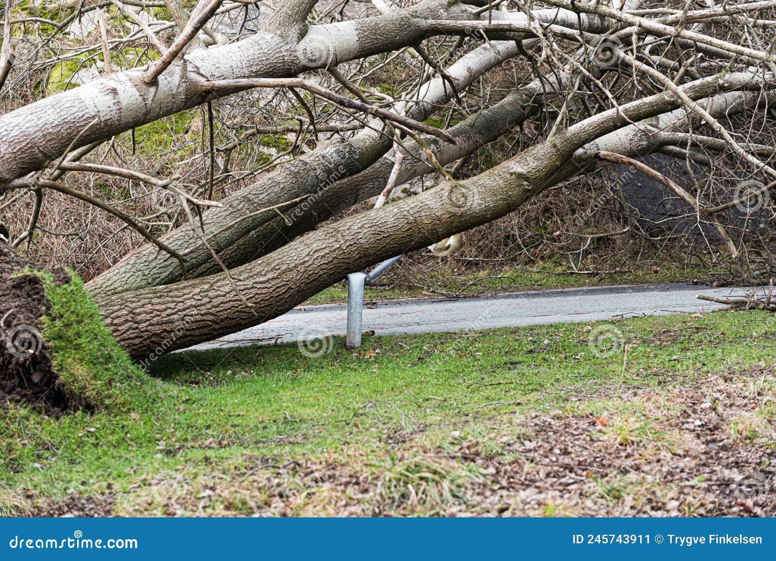 Large Trees that Have Fallen during a Storm.. Stock Image - Image of ...