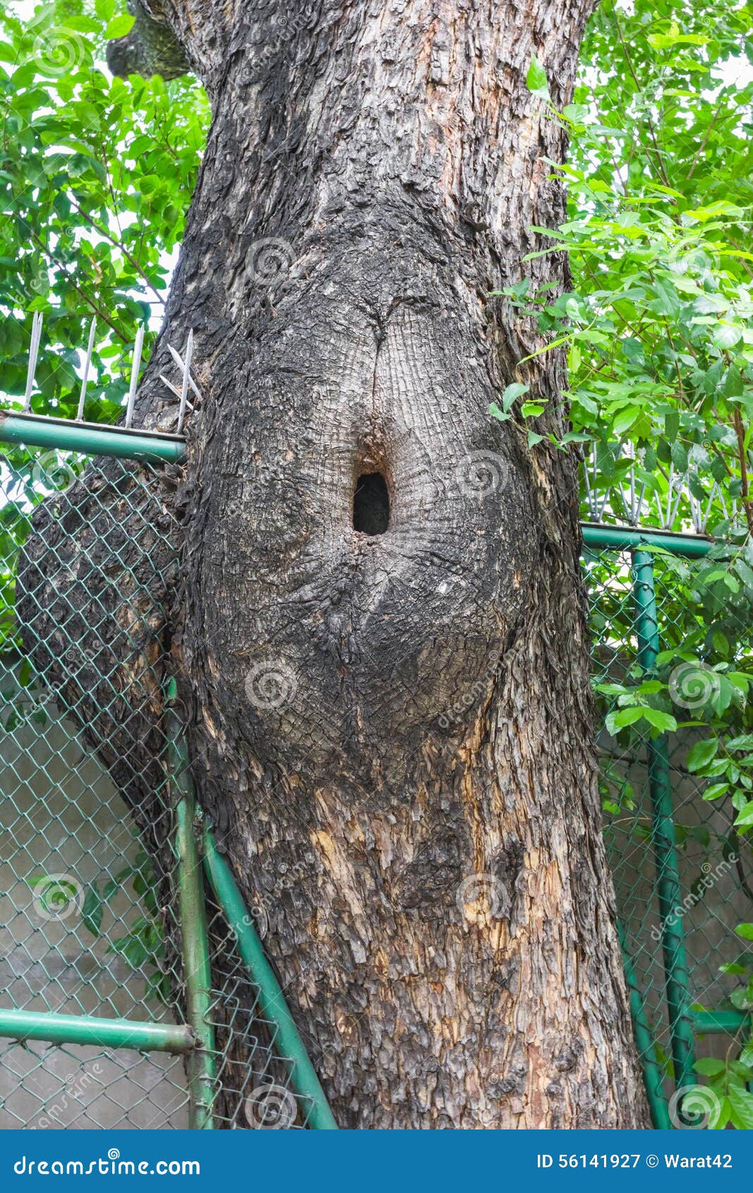 Large Trees with Holes and an Iron Fence Stock Image - Image of trees ...