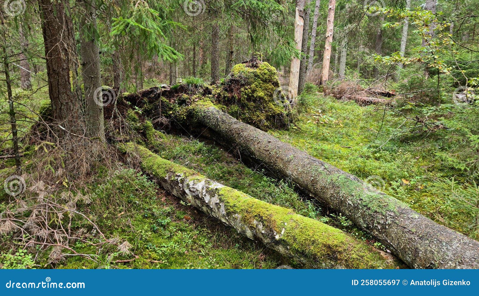 Large Trees are Knocked To Ground in the Forest after Strong Hurricane ...