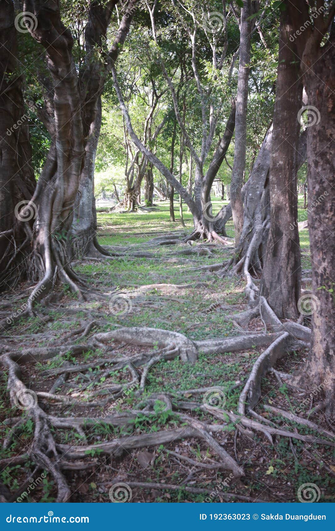 Large Trees on the Left and Right Sides Have Large Roots on the Ground ...